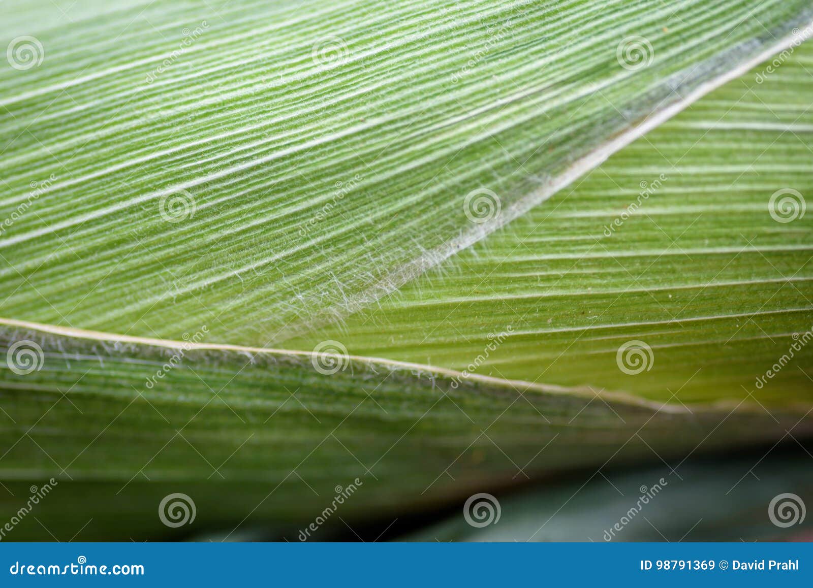 Green corn husk closeup stock image. Image of fresh, green - 98791369