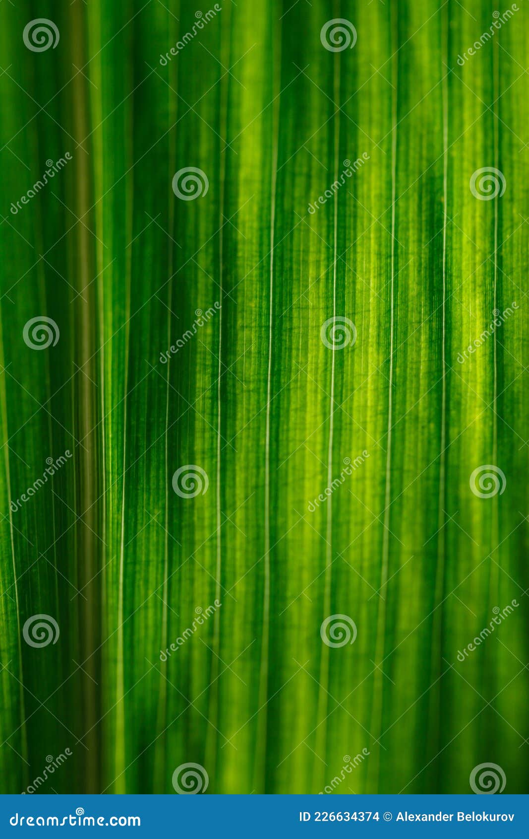 Green Corn Leaf Abstract Background with Rich Natural Texture and ...