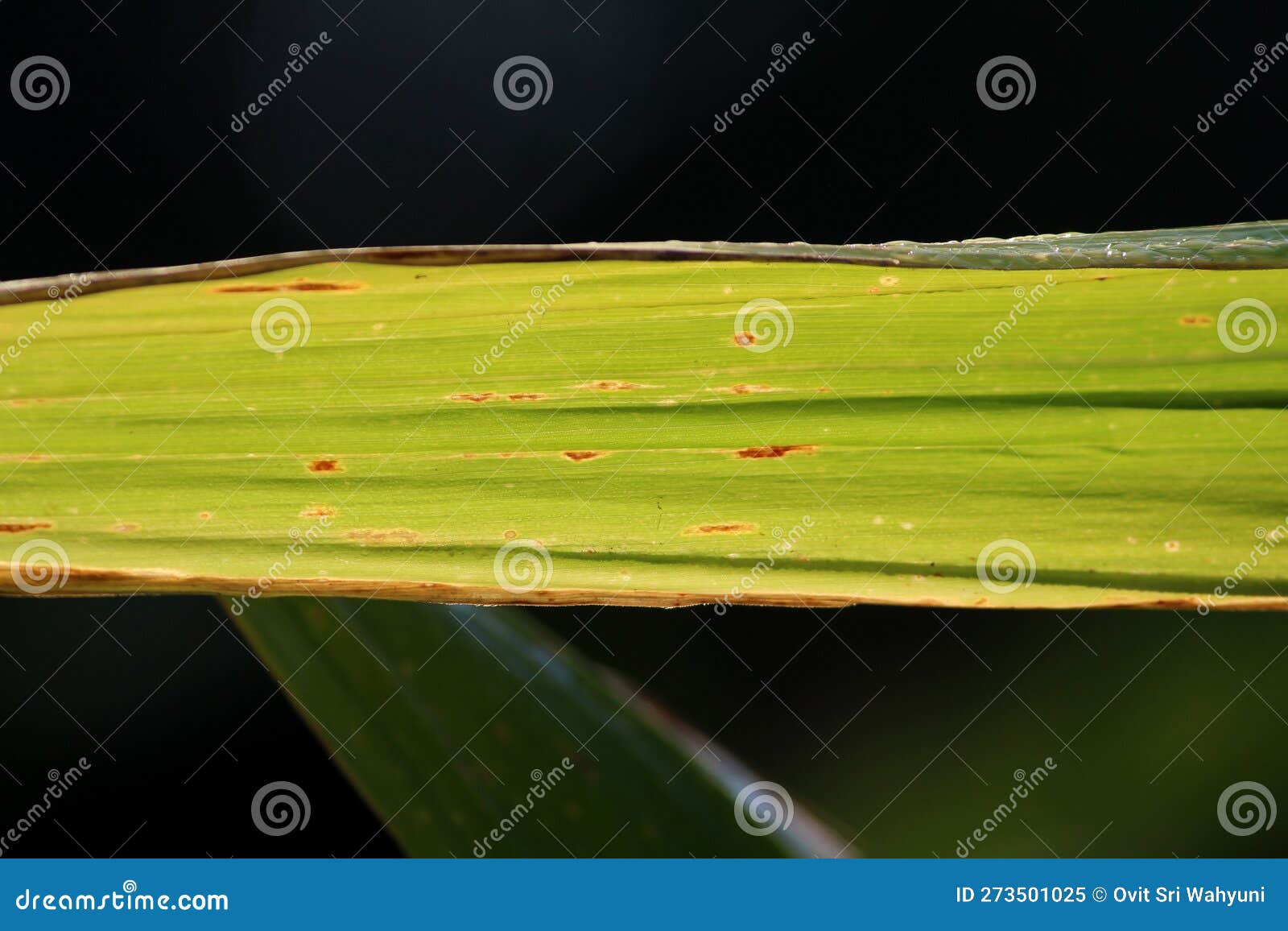 Green corn leaf closeup stock image. Image of fresh - 273501025