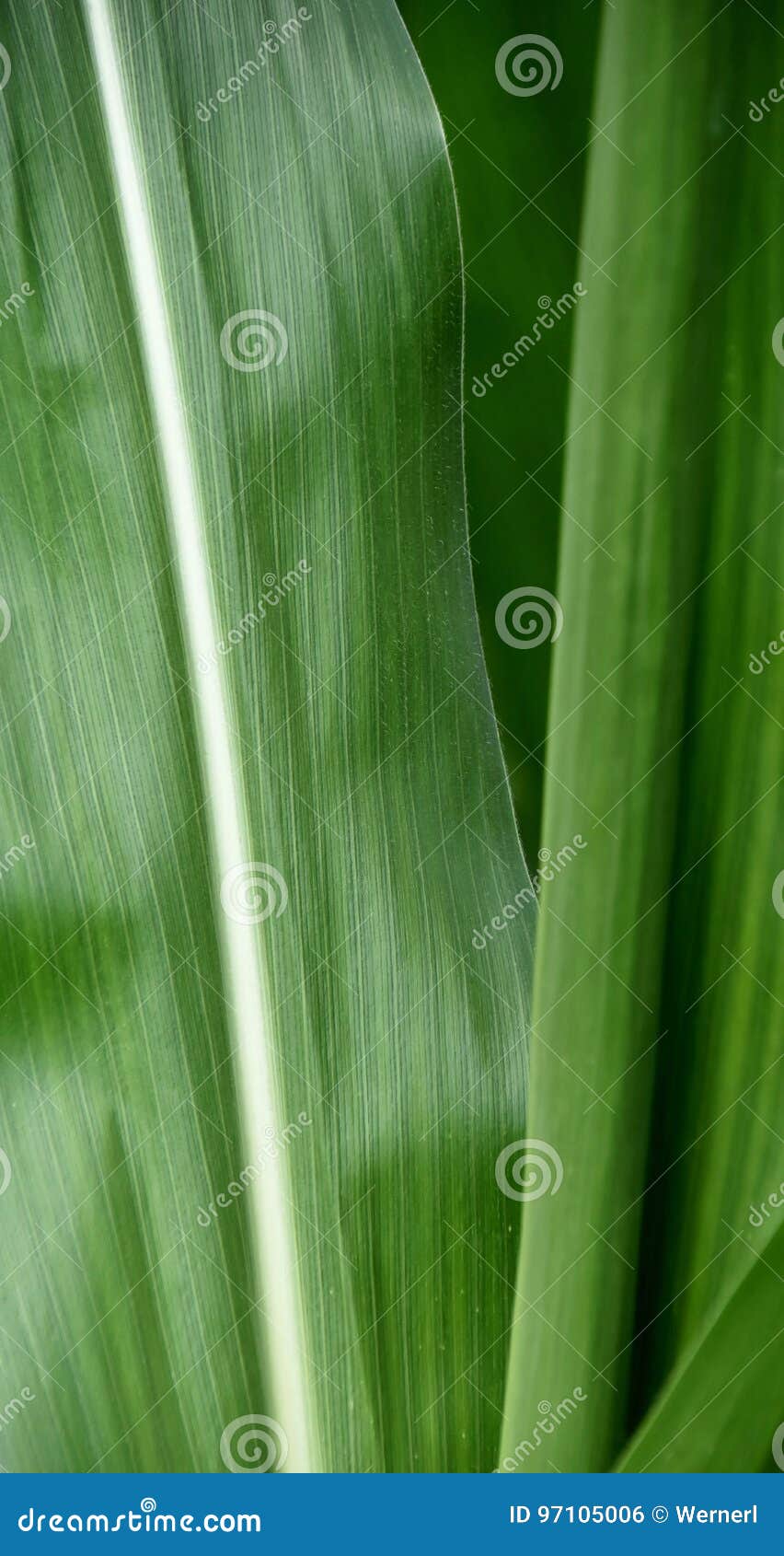 Green Corn leaves stock photo. Image of background, flora - 97105006