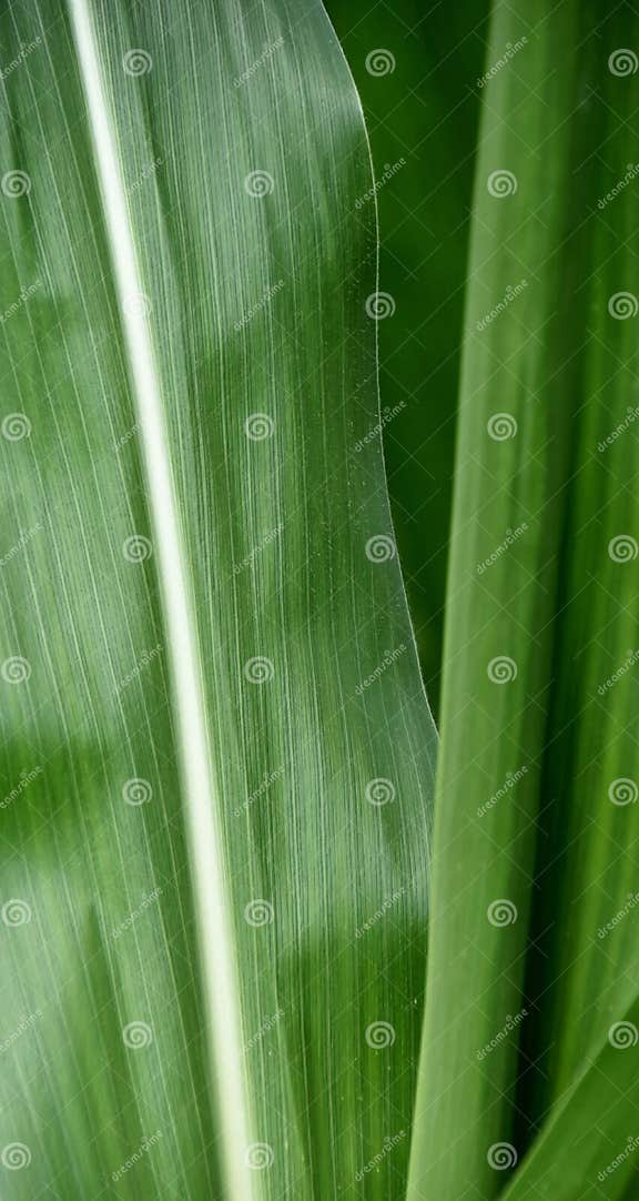 Green Corn leaves stock photo. Image of background, flora - 97105006