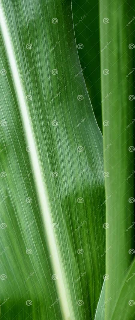 Green Corn leaves stock image. Image of farmland, close - 97105087