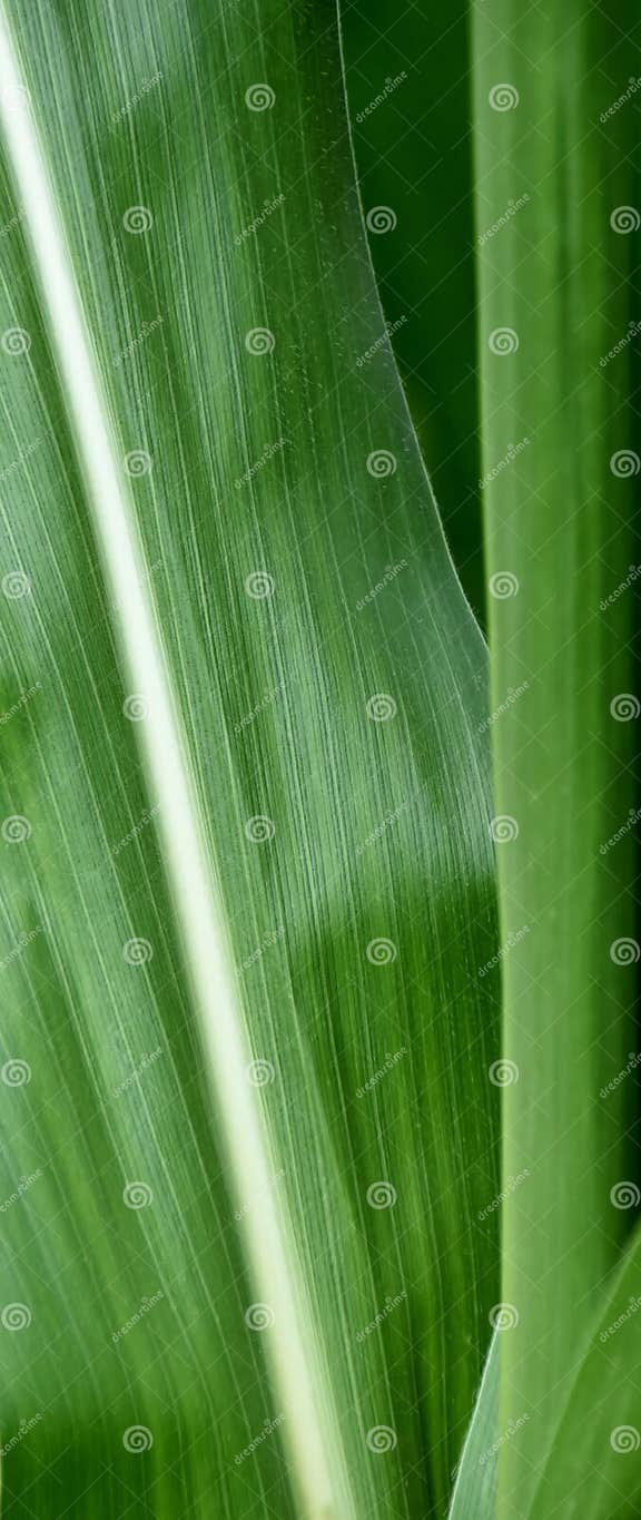 Green Corn leaves stock image. Image of farmland, close - 97105087