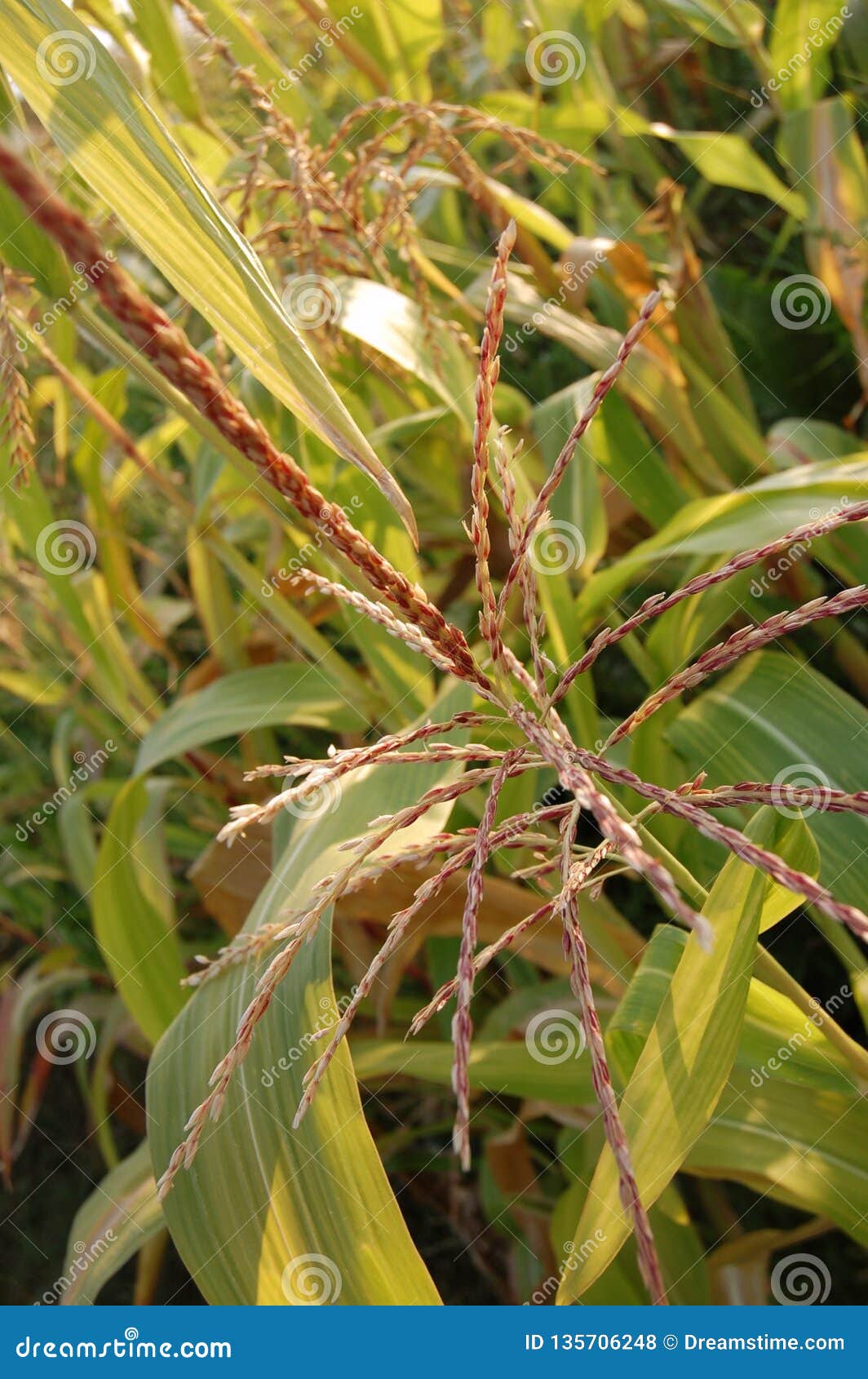 Green Corn Leaves and Seeds Stock Photo - Image of front, corn: 135706248