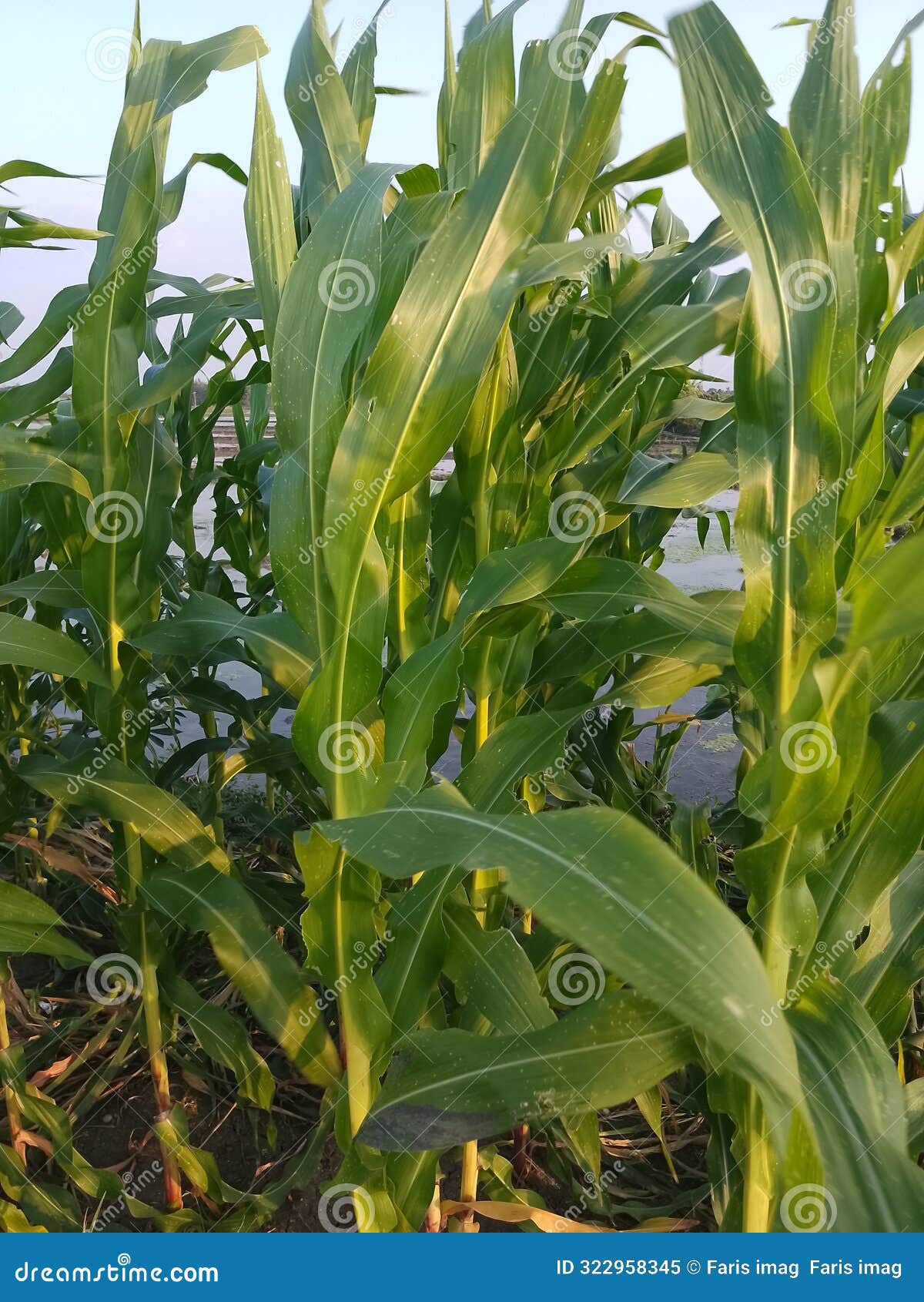 The Green Corn Leaves are Very Beautiful Stock Image - Image of corn ...