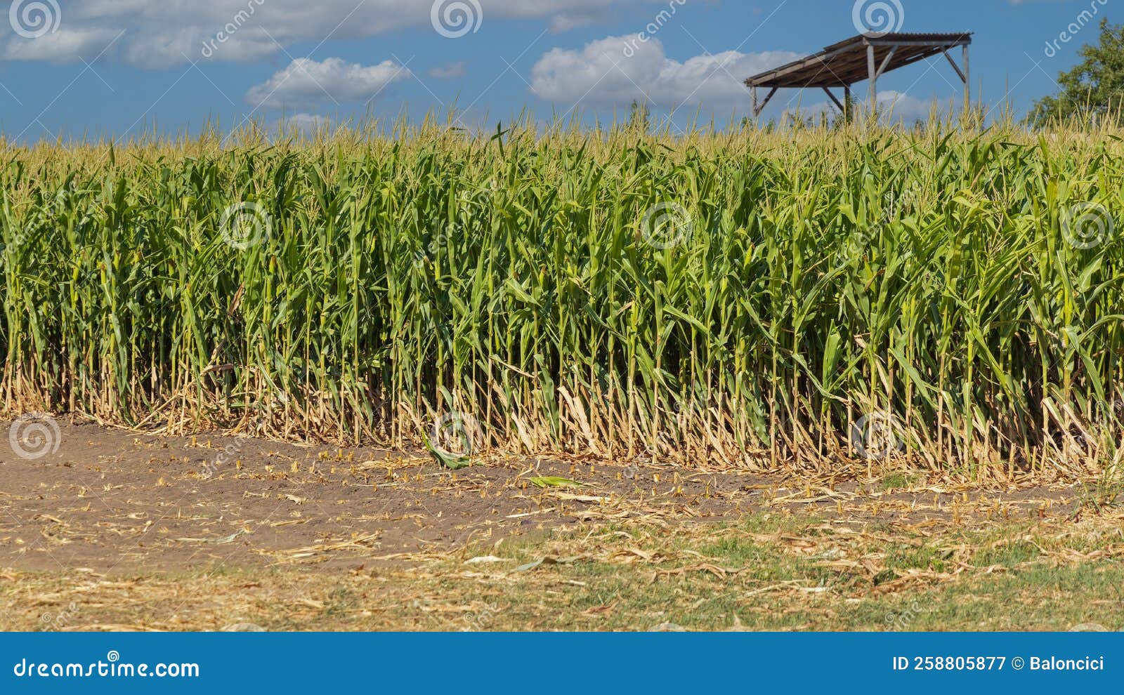 Corn Maize Crops stock image. Image of green, maize - 258805877