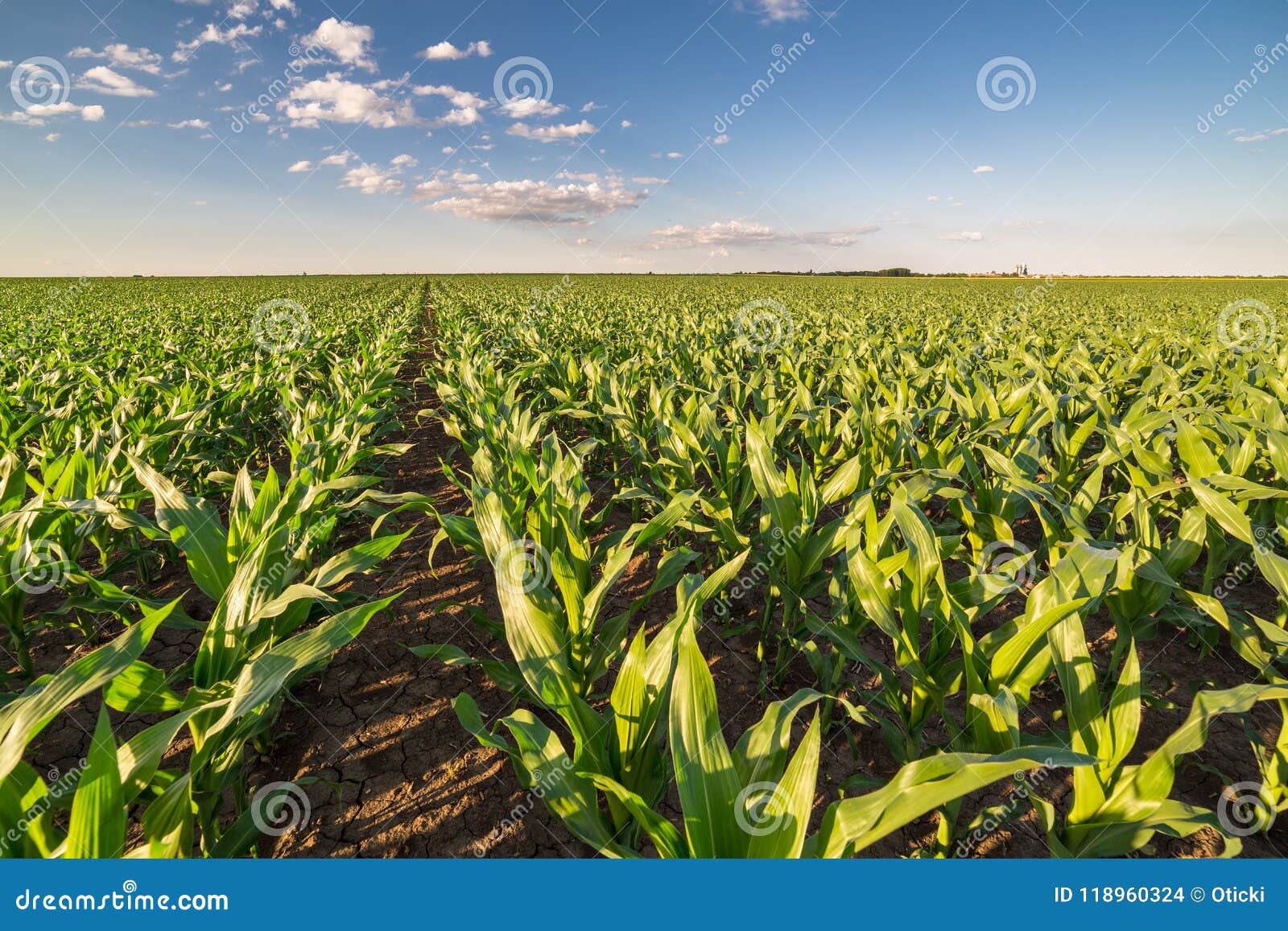 Green Corn Maize Field in Early Stage Stock Photo - Image of corn ...