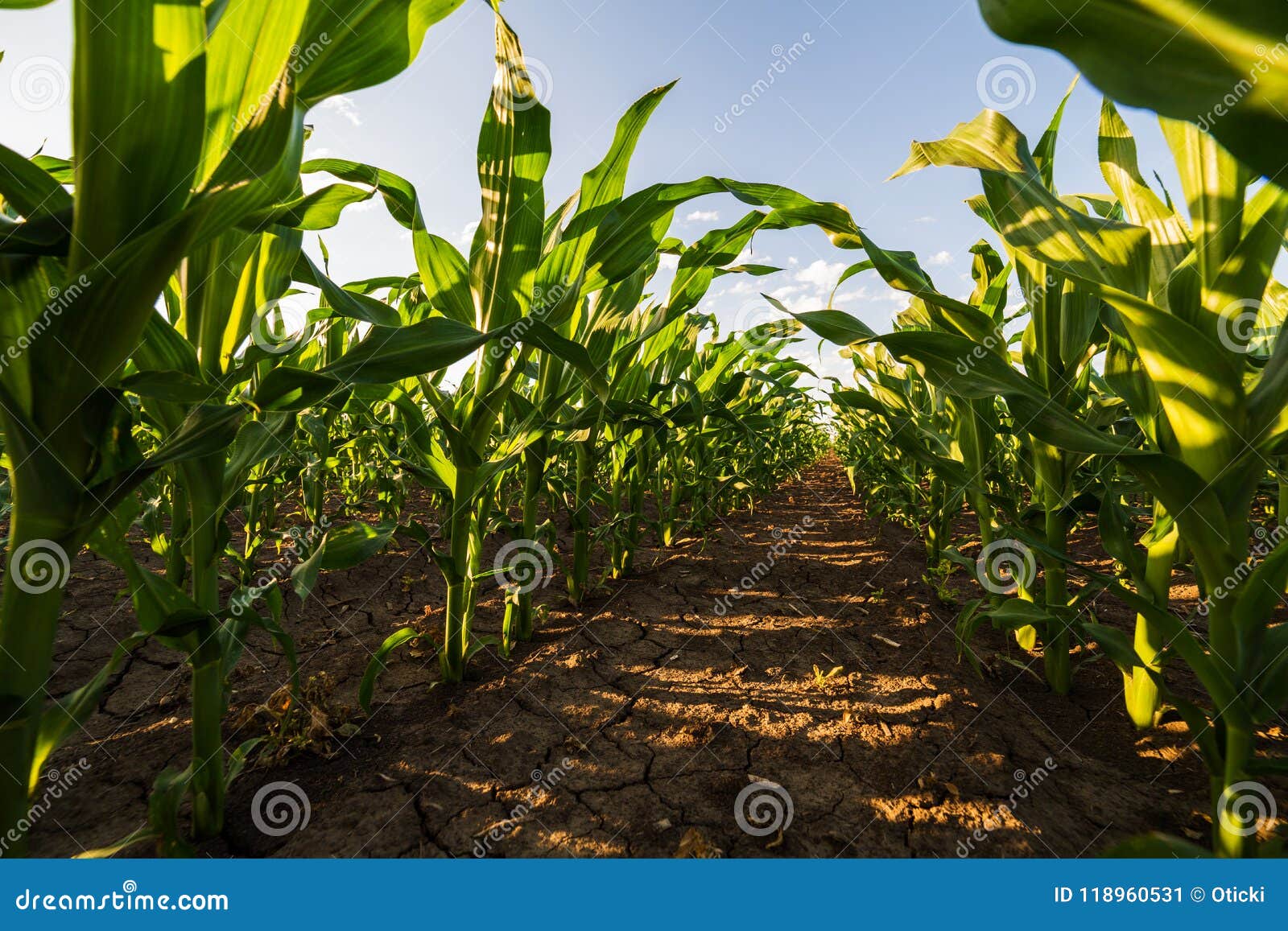 Green Corn Maize Field in Early Stage Stock Image - Image of early ...