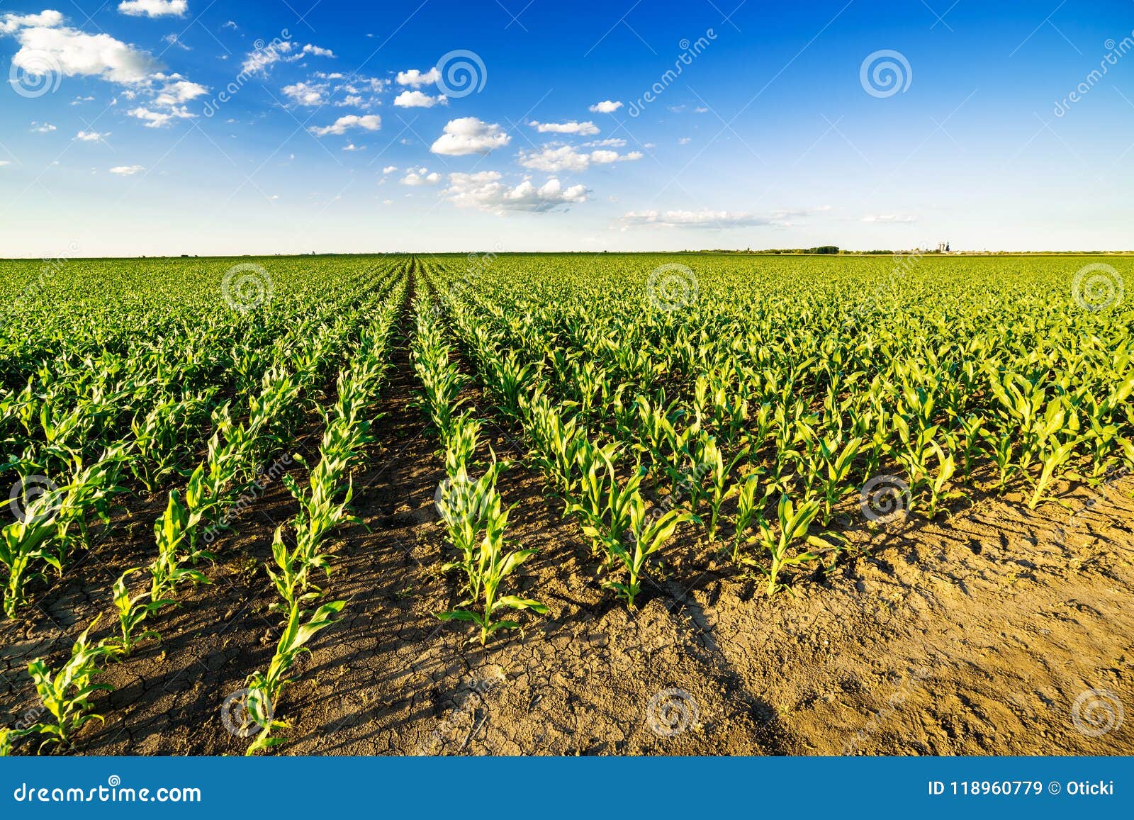Green Corn Maize Field in Early Stage Stock Image - Image of spring ...
