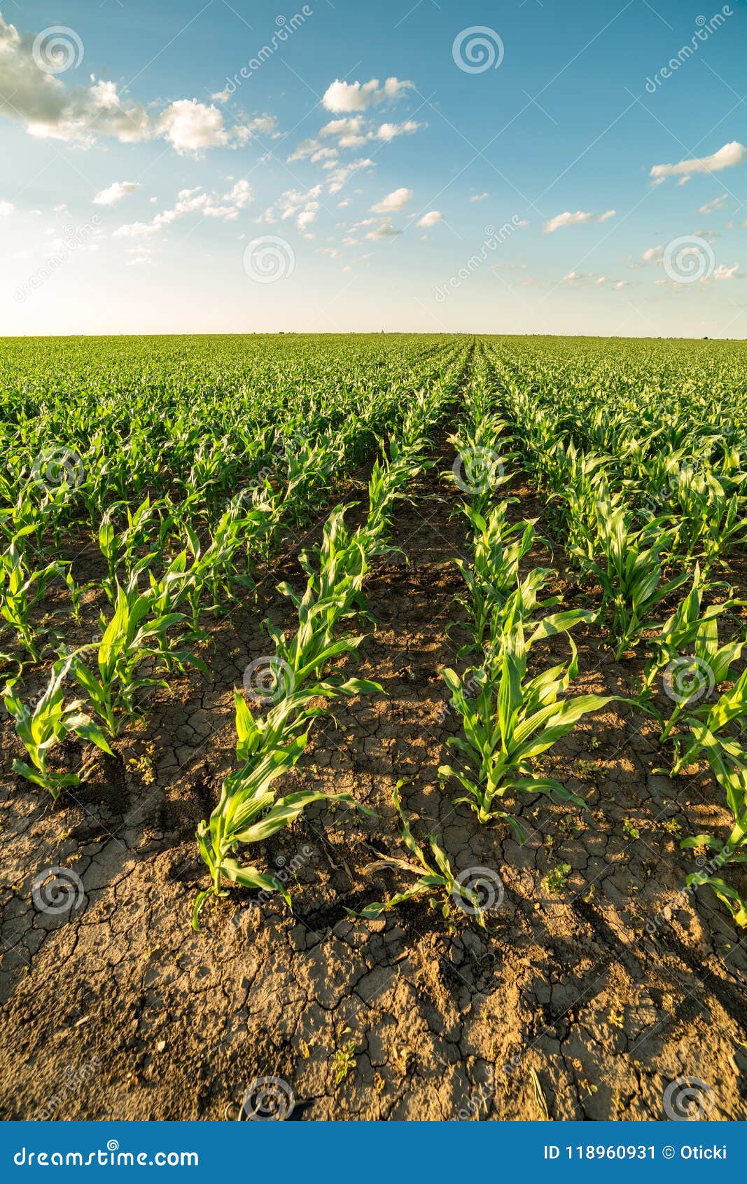 Green Corn Maize Field in Early Stage Stock Image - Image of rural ...