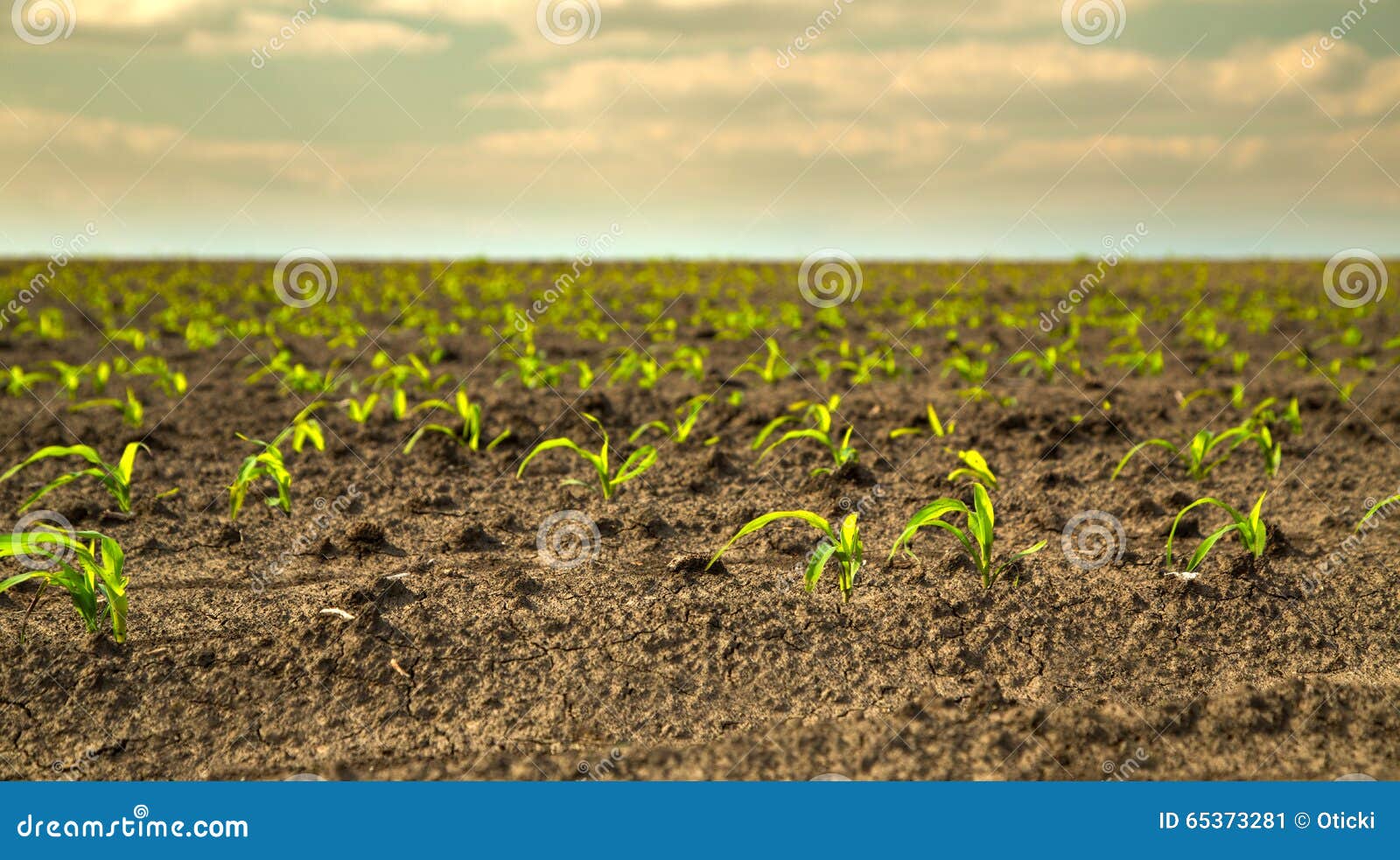 Green Corn Maize Field in Early Stage. Stock Image - Image of leaf ...