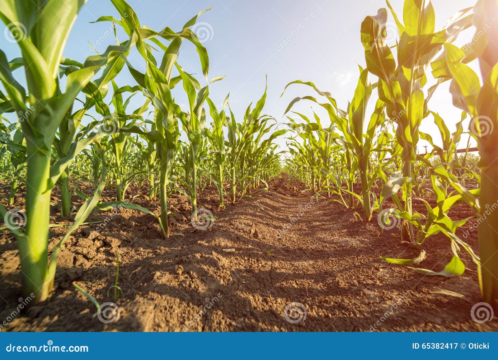 Green Corn Maize Field in Early Stage. Stock Image - Image of corn ...