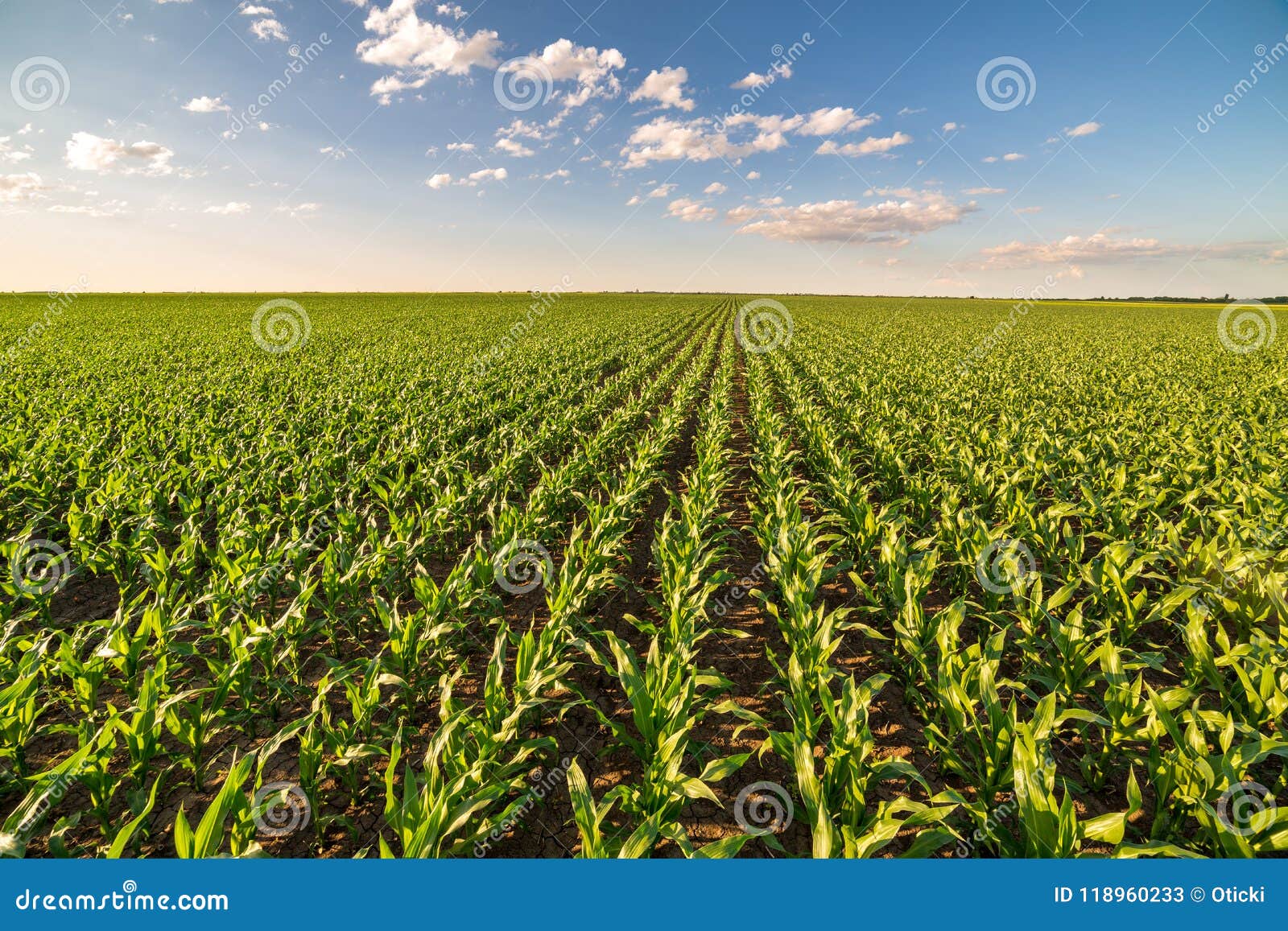 Green Corn Maize Field in Early Stage Stock Image - Image of summer ...