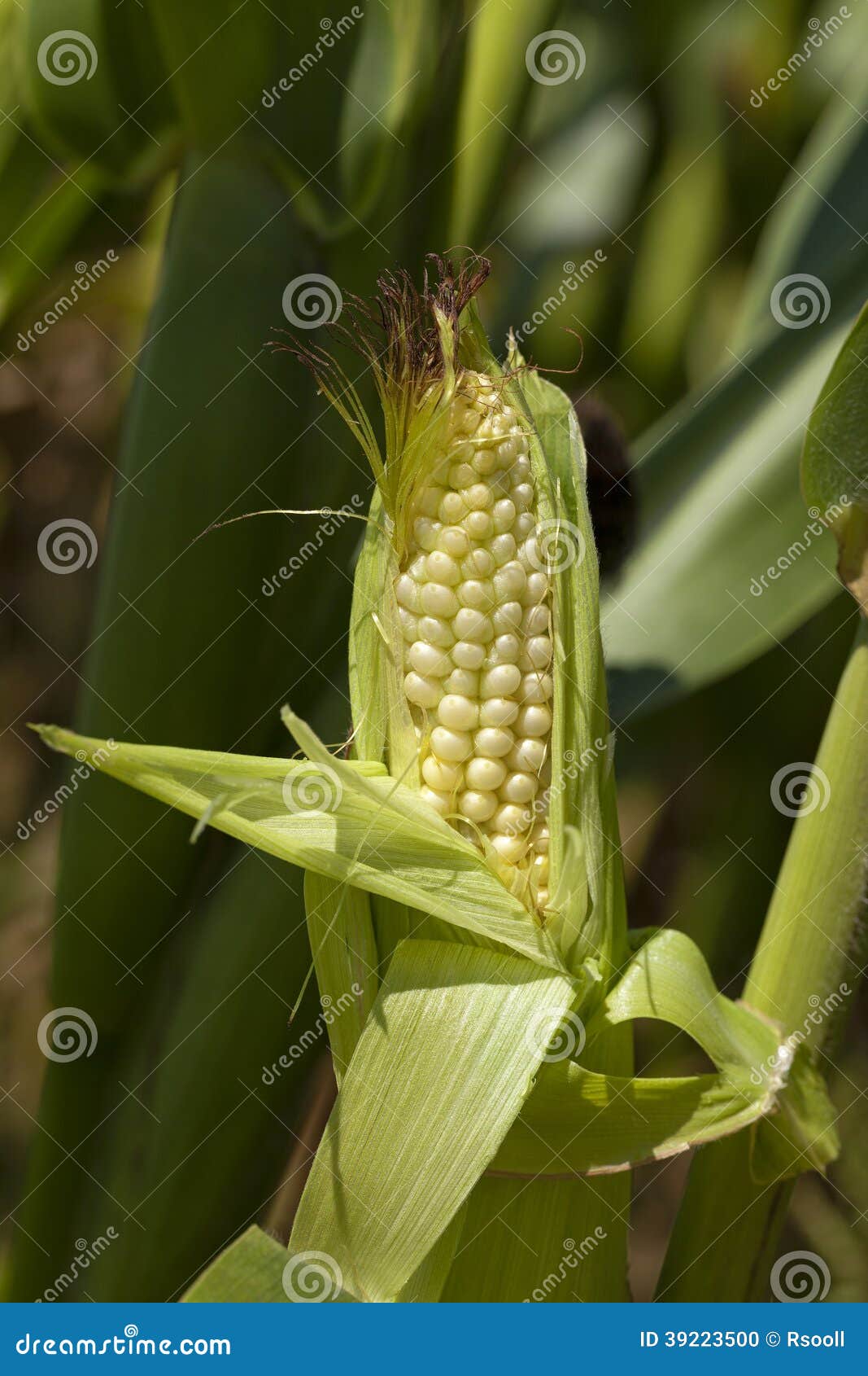 Green corn stock photo. Image of cereal, grain, food - 39223500