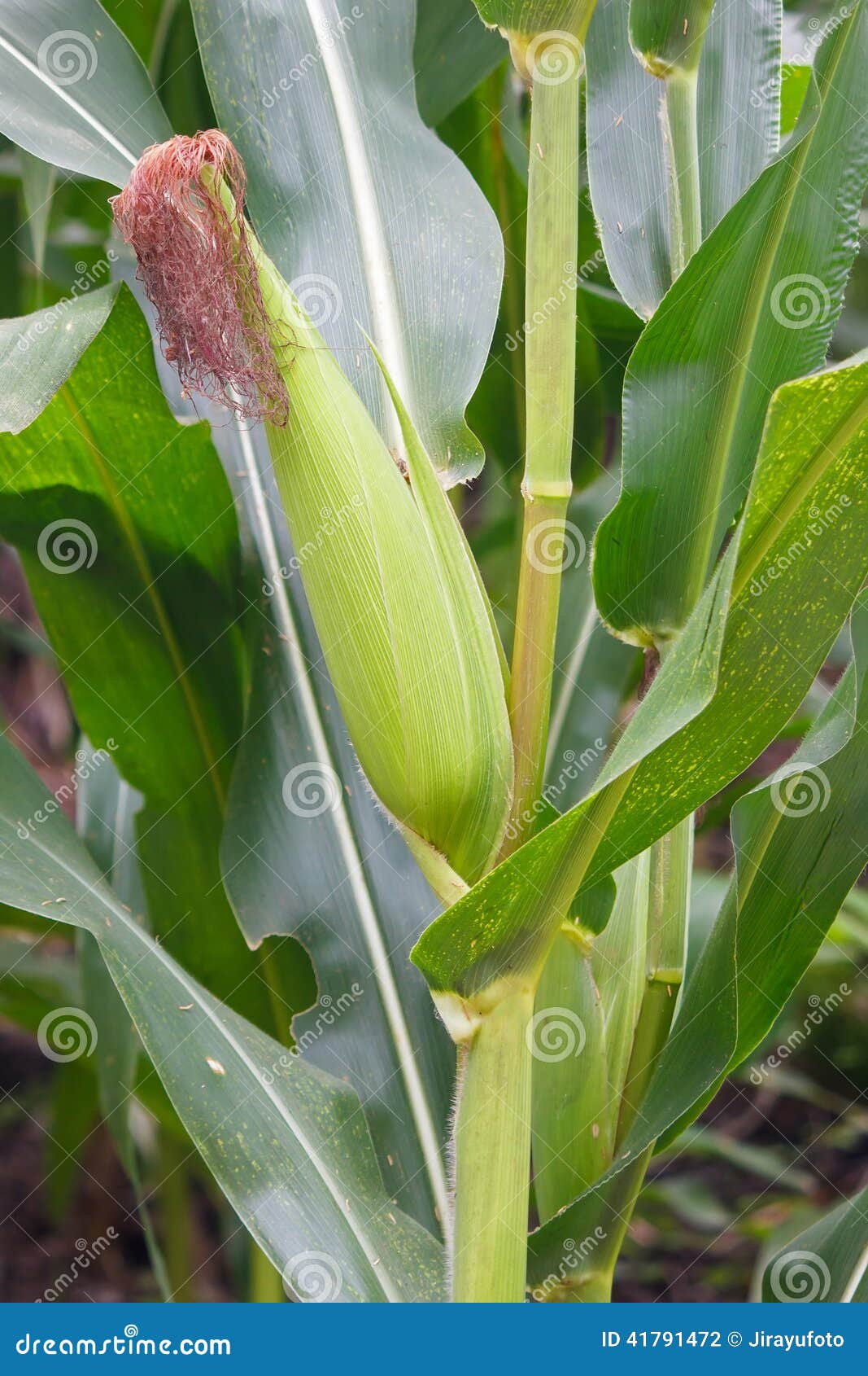 Green corn on plant stock photo. Image of organic, freshness - 41791472