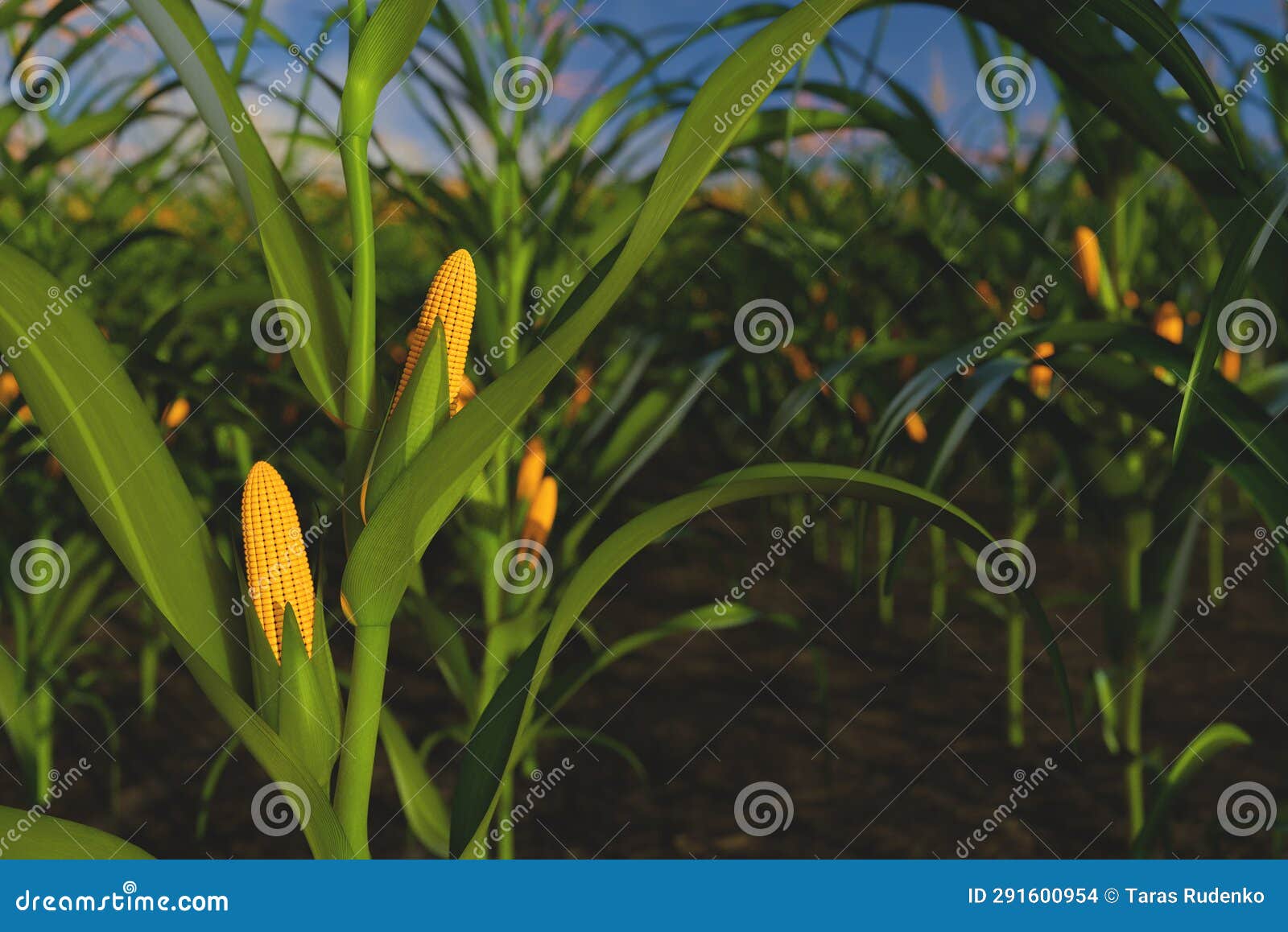 Green Corn Plant with Yellow Cobs without Leaves Close-up Stock Photo ...