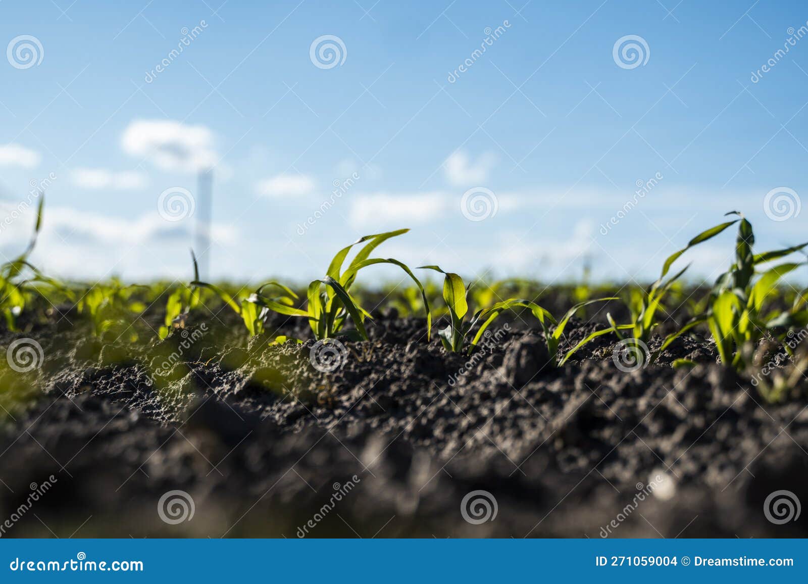 Green Corn Plants on a Fertile Field. Agricultural Process. Stock Photo ...