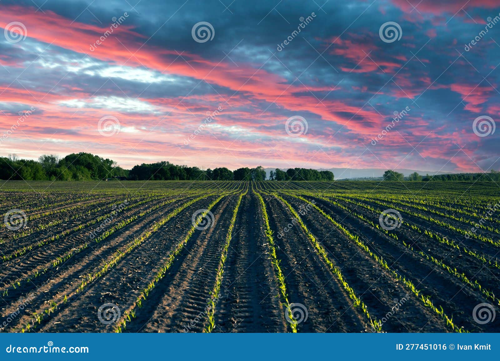 Green Corn Rows and Waves of the Agricultural Fields of Ukraine Stock ...