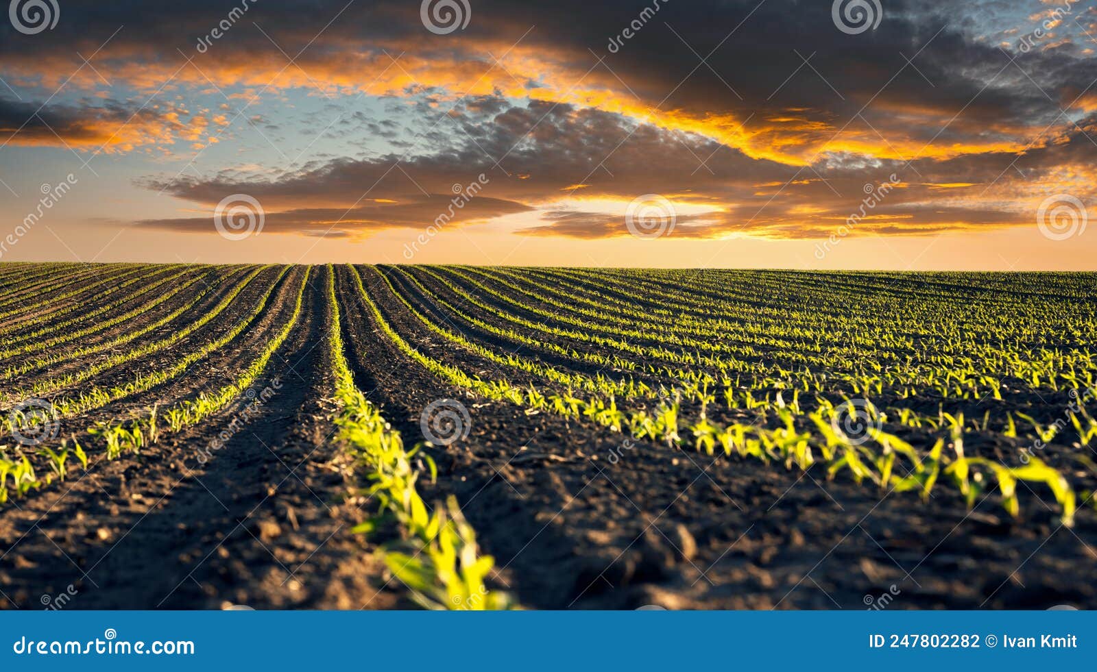 Green Corn Rows and Waves of the Agricultural Fields of Ukraine Stock ...