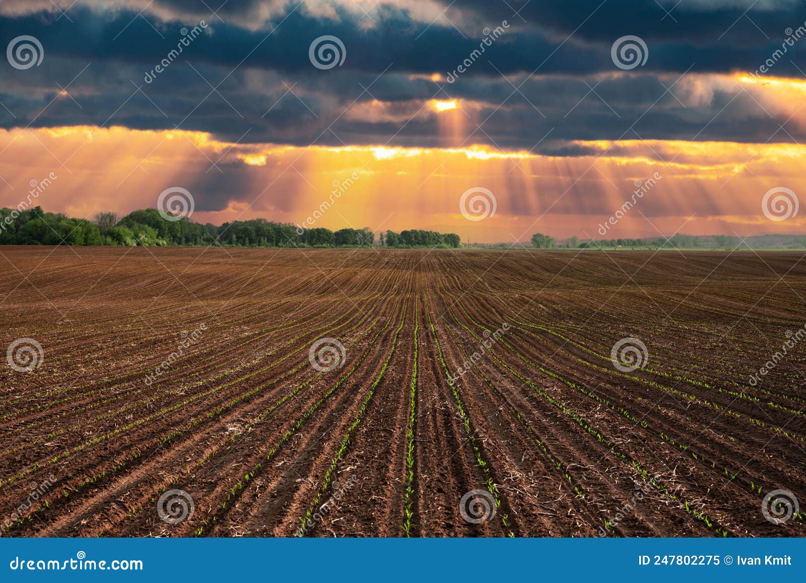 Green Corn Rows and Waves of the Agricultural Fields of Ukraine Stock ...