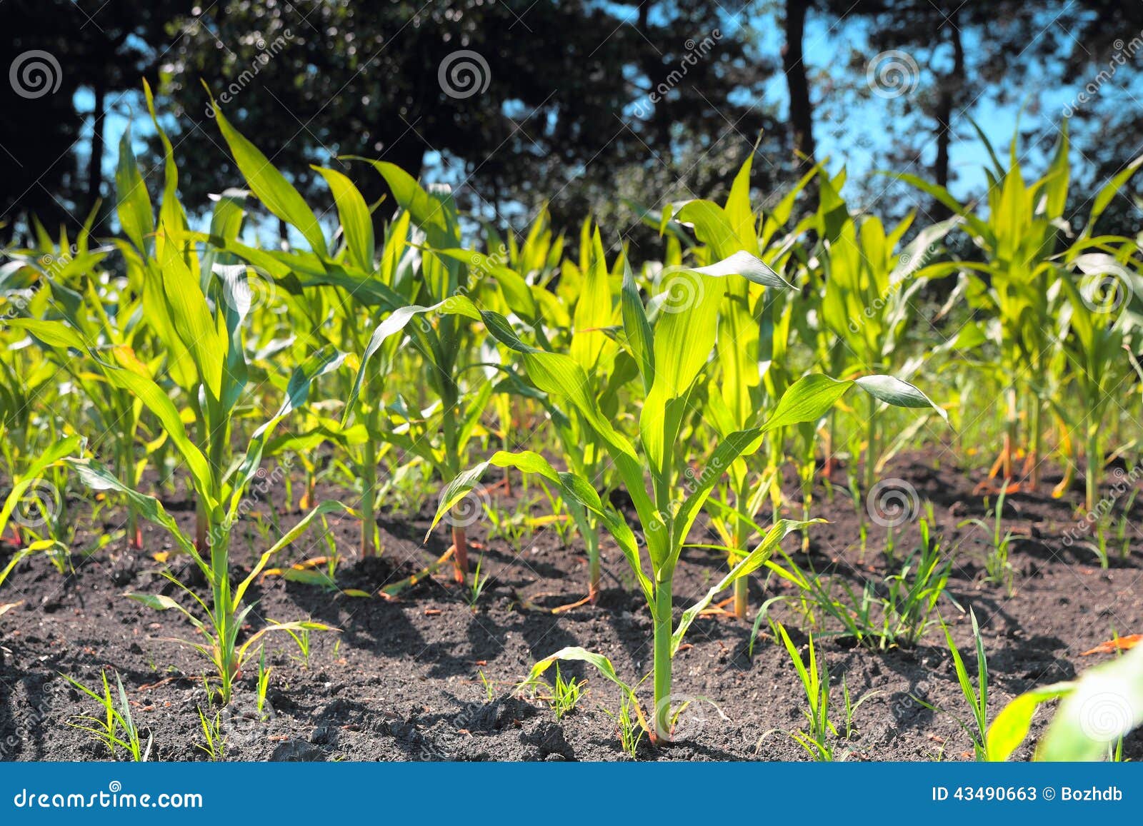 Green corn sprouts stock image. Image of farming, leaf - 43490663