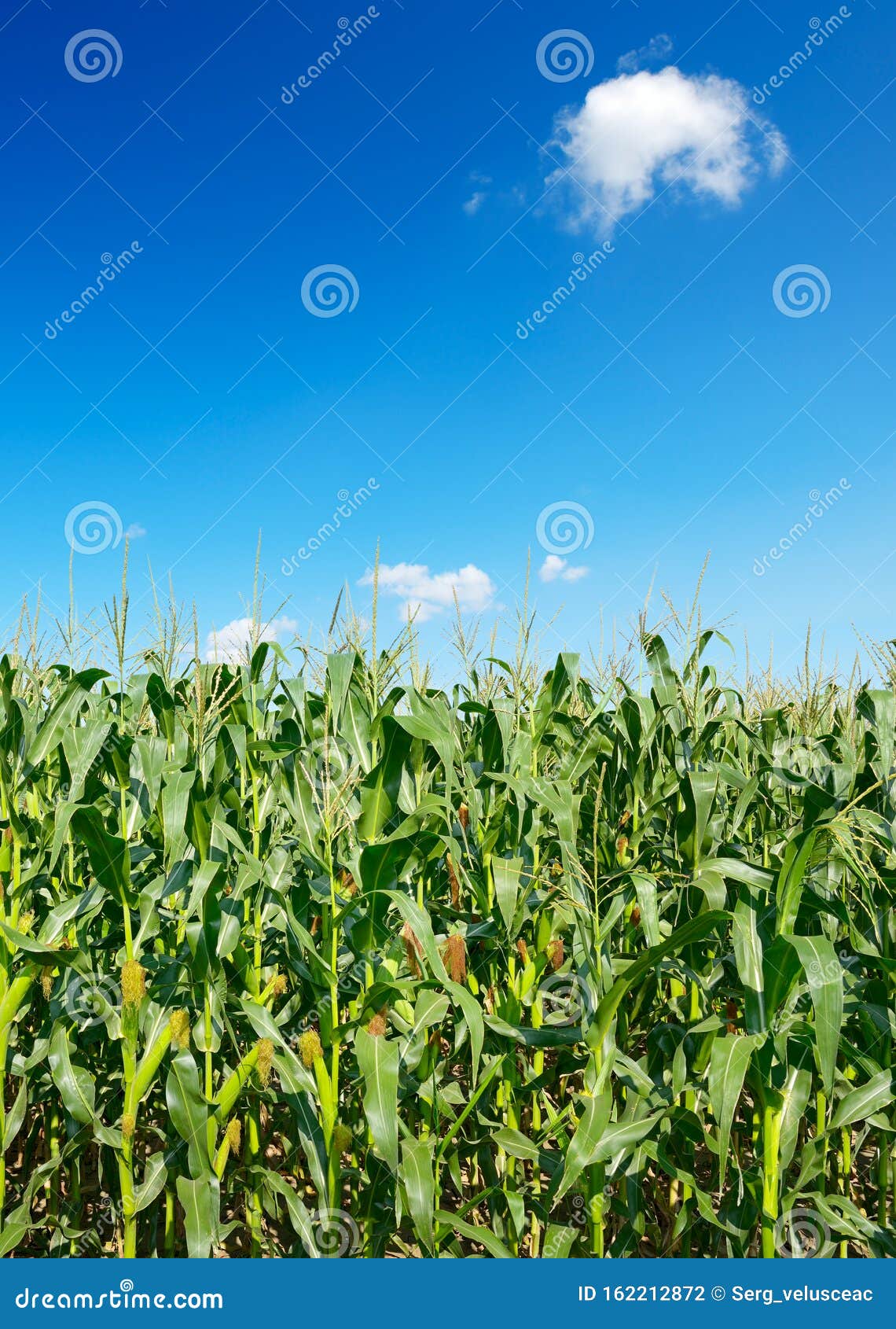 Green Corn Stalks on Background Bright Blue Sky Stock Photo - Image of ...