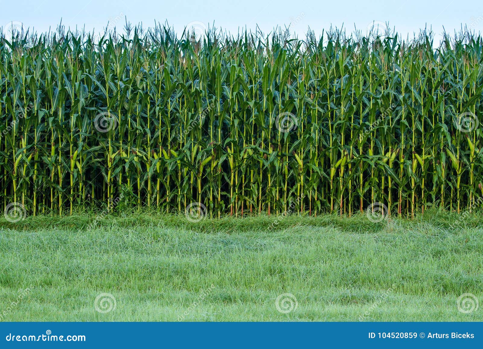 Green corn stalks stock image. Image of crop, leaf, organic - 104520859