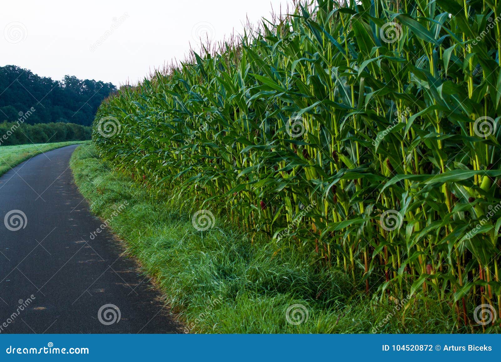 Green corn stalks stock photo. Image of nature, harvest - 104520872