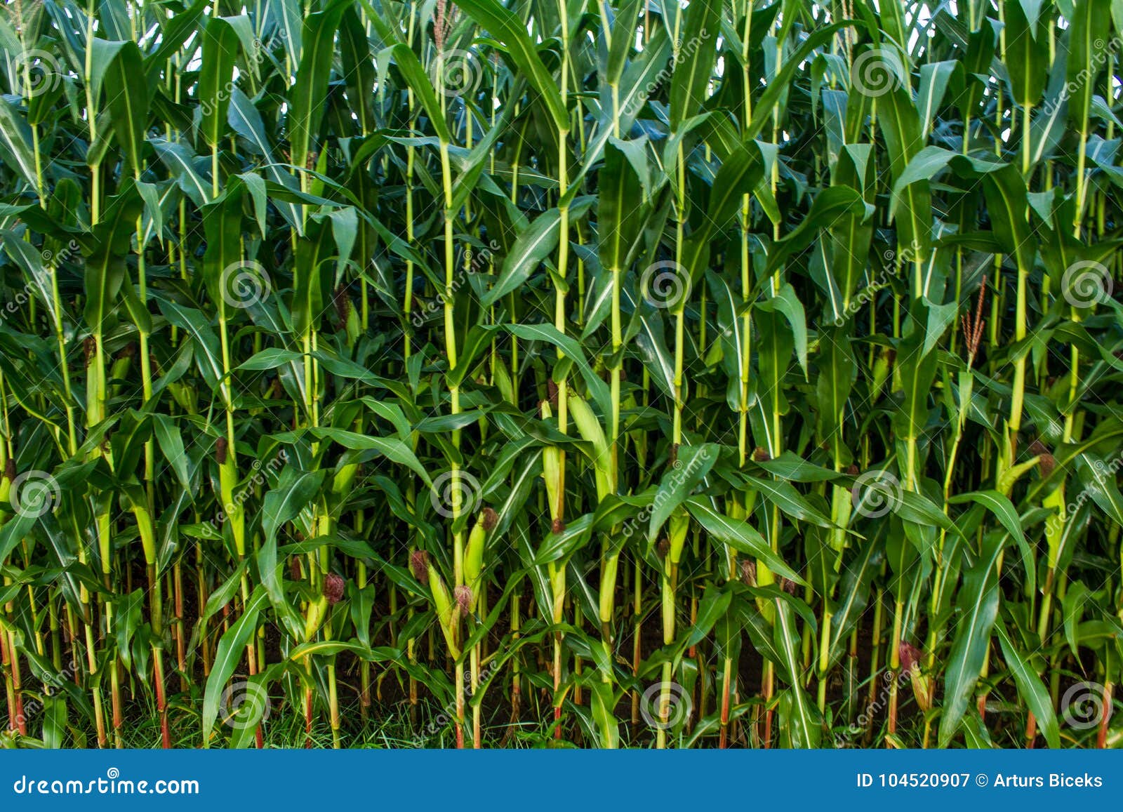 Green corn stalks stock image. Image of countryside - 104520907