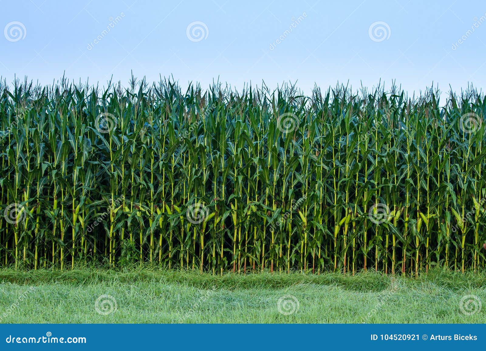 Green corn stalks stock image. Image of agriculture - 104520921