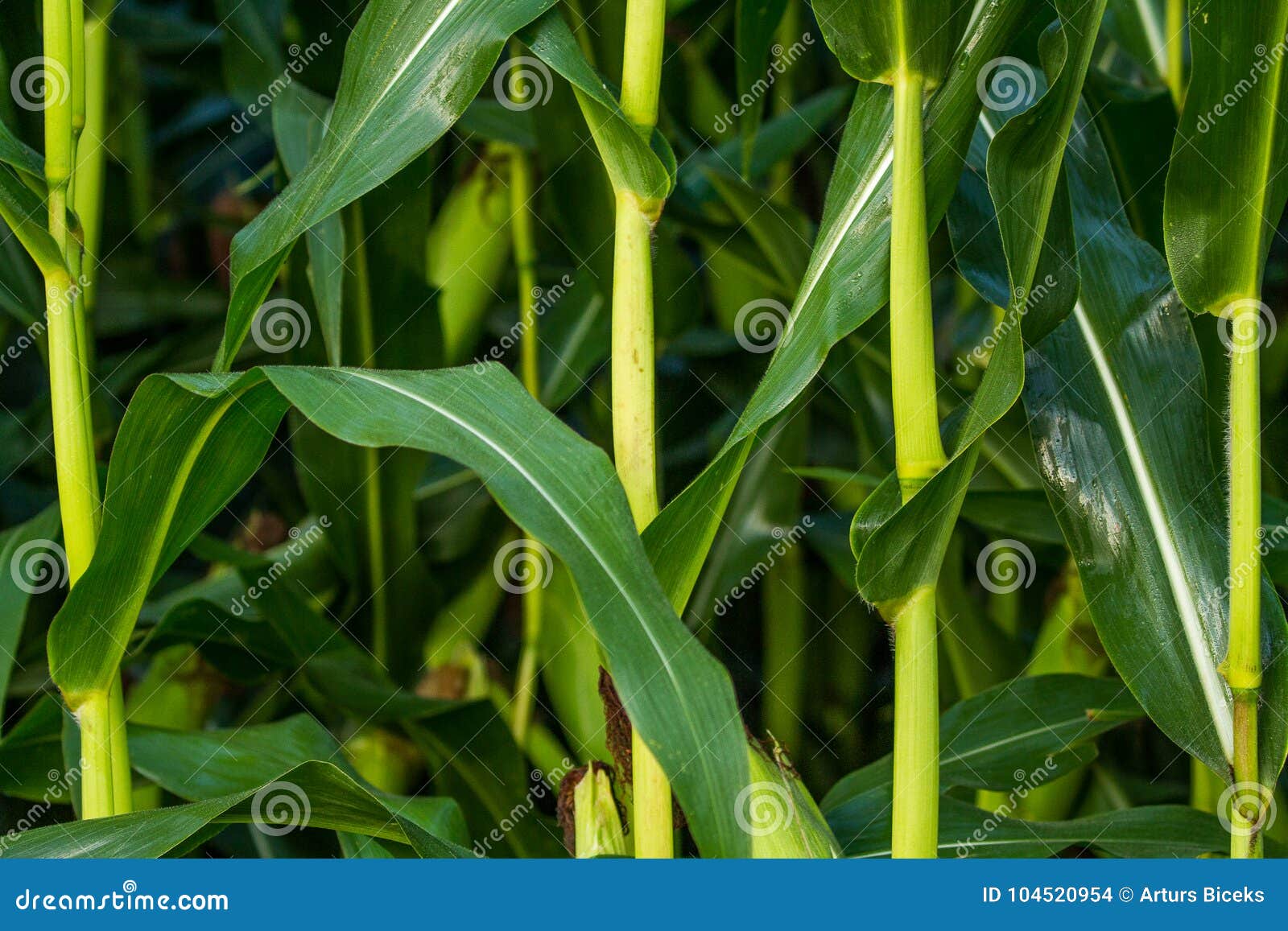 Green corn stalks stock photo. Image of closeup, plant - 104520954