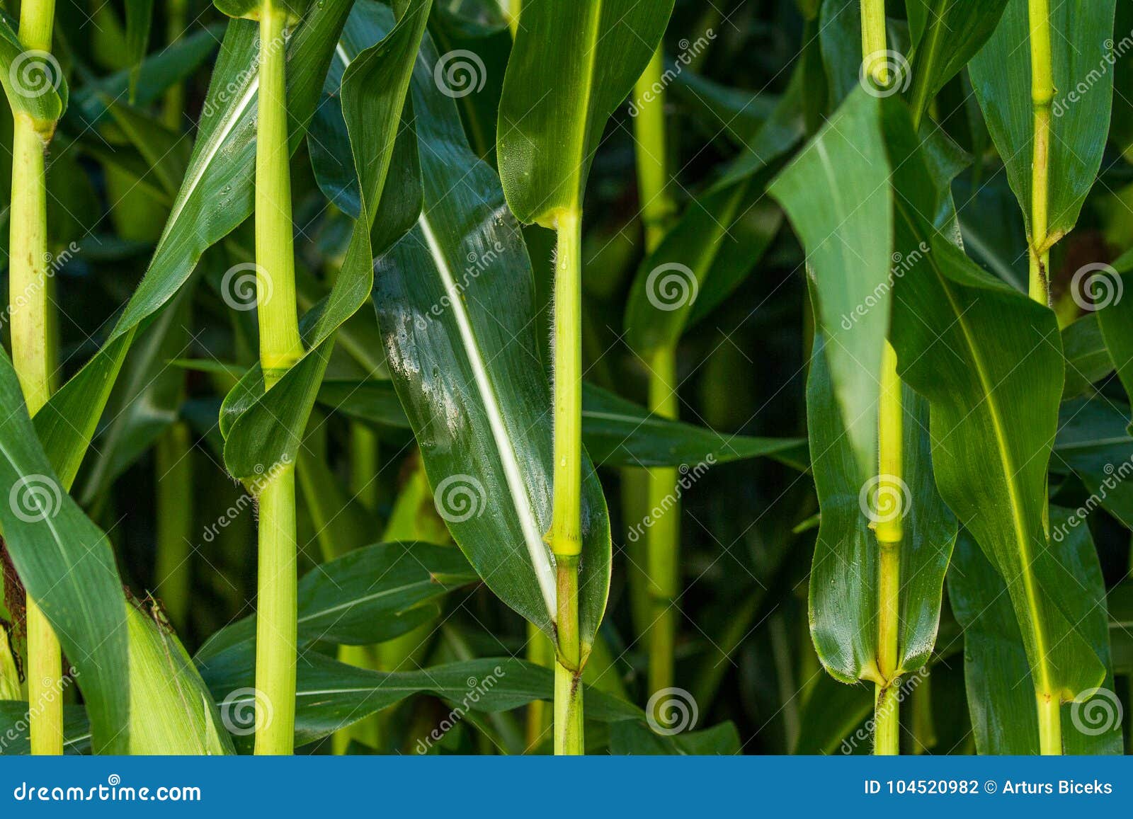 Green corn stalks stock photo. Image of crop, gathering - 104520982