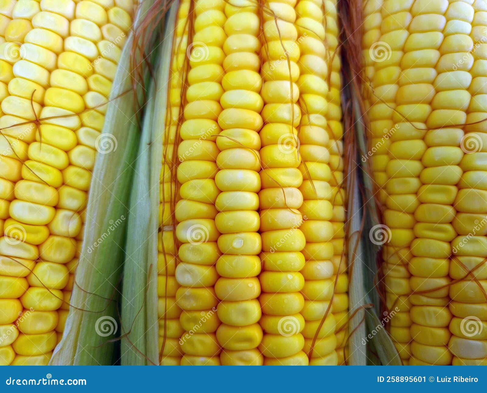 Green Corn, Texture Background Stock Image - Image of uncooked, ripe ...