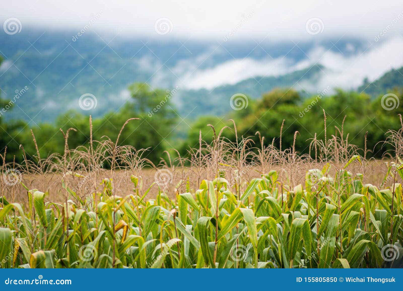 Green Corn Trees on Rainy Days Stock Photo - Image of farm, countryside ...