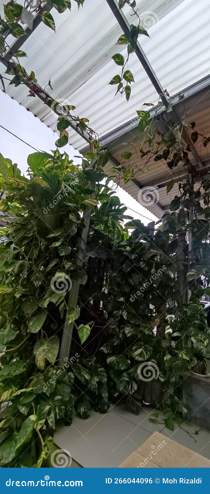 Green corner terrace stock photo. Image of terrace, green - 266044096