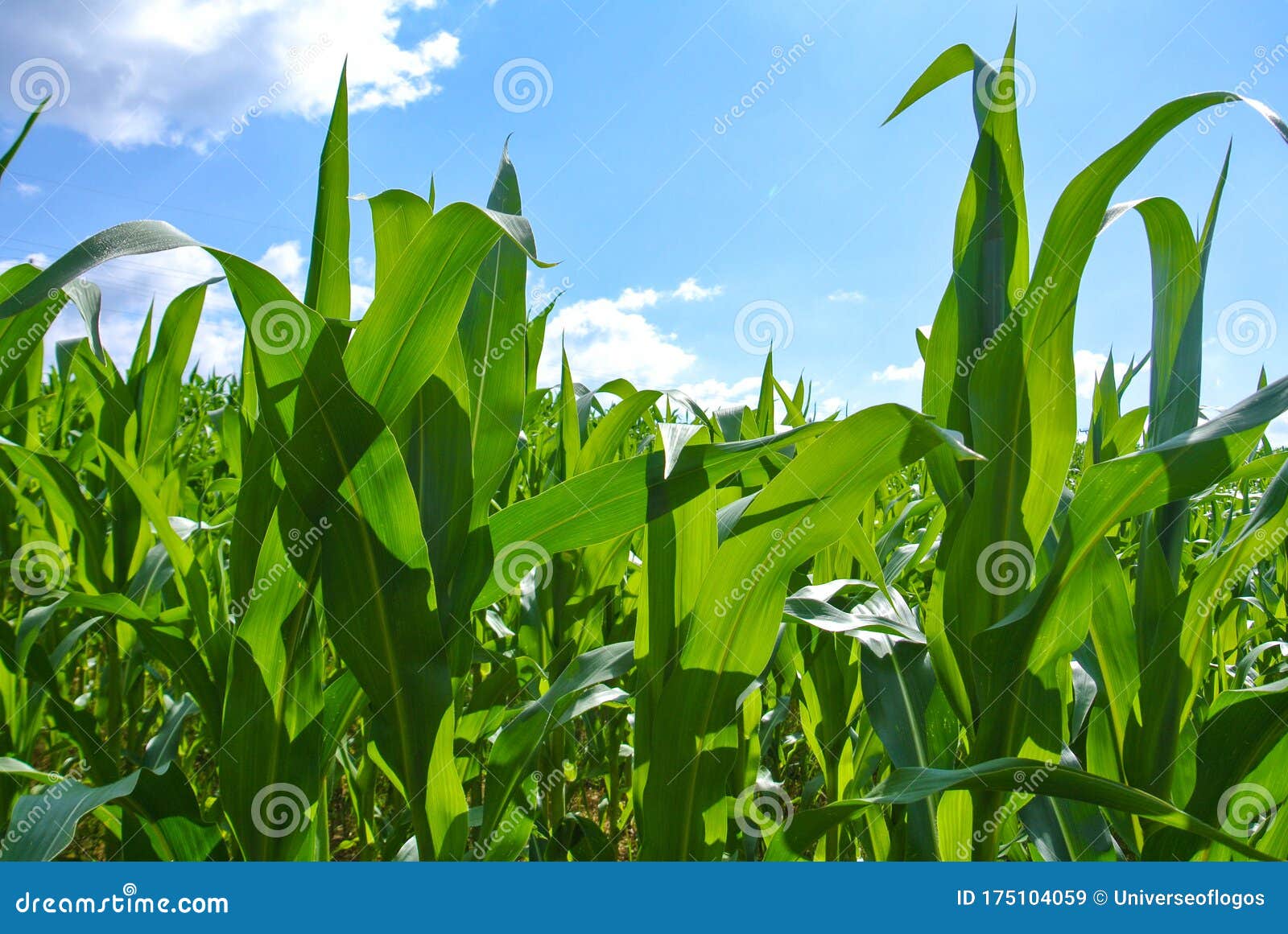 Green cornfield stock image. Image of field, cornflakes - 175104059
