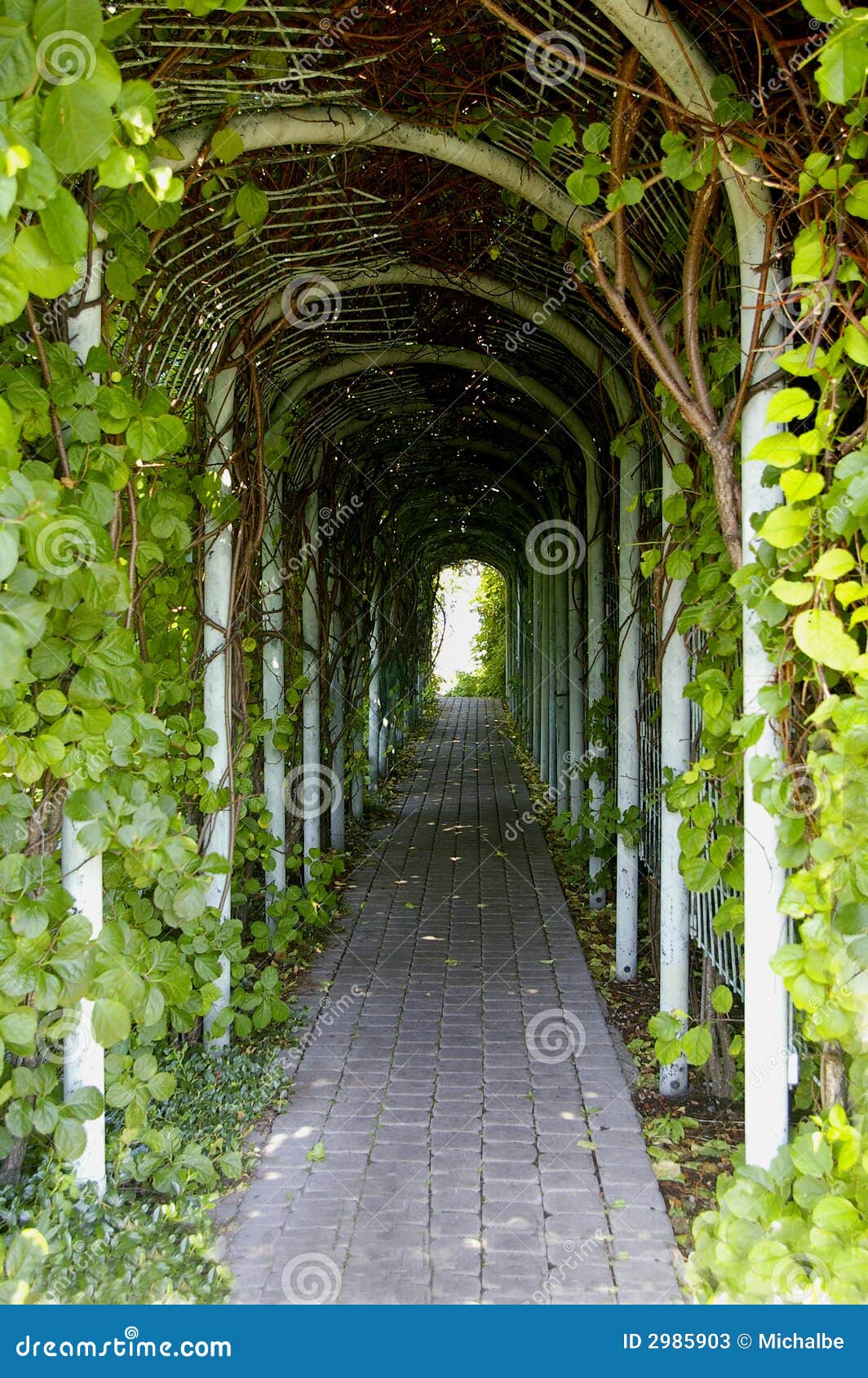 Green corridor stock image. Image of corridor, garden - 2985903