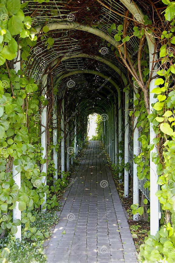 Green corridor stock image. Image of corridor, garden - 2985903