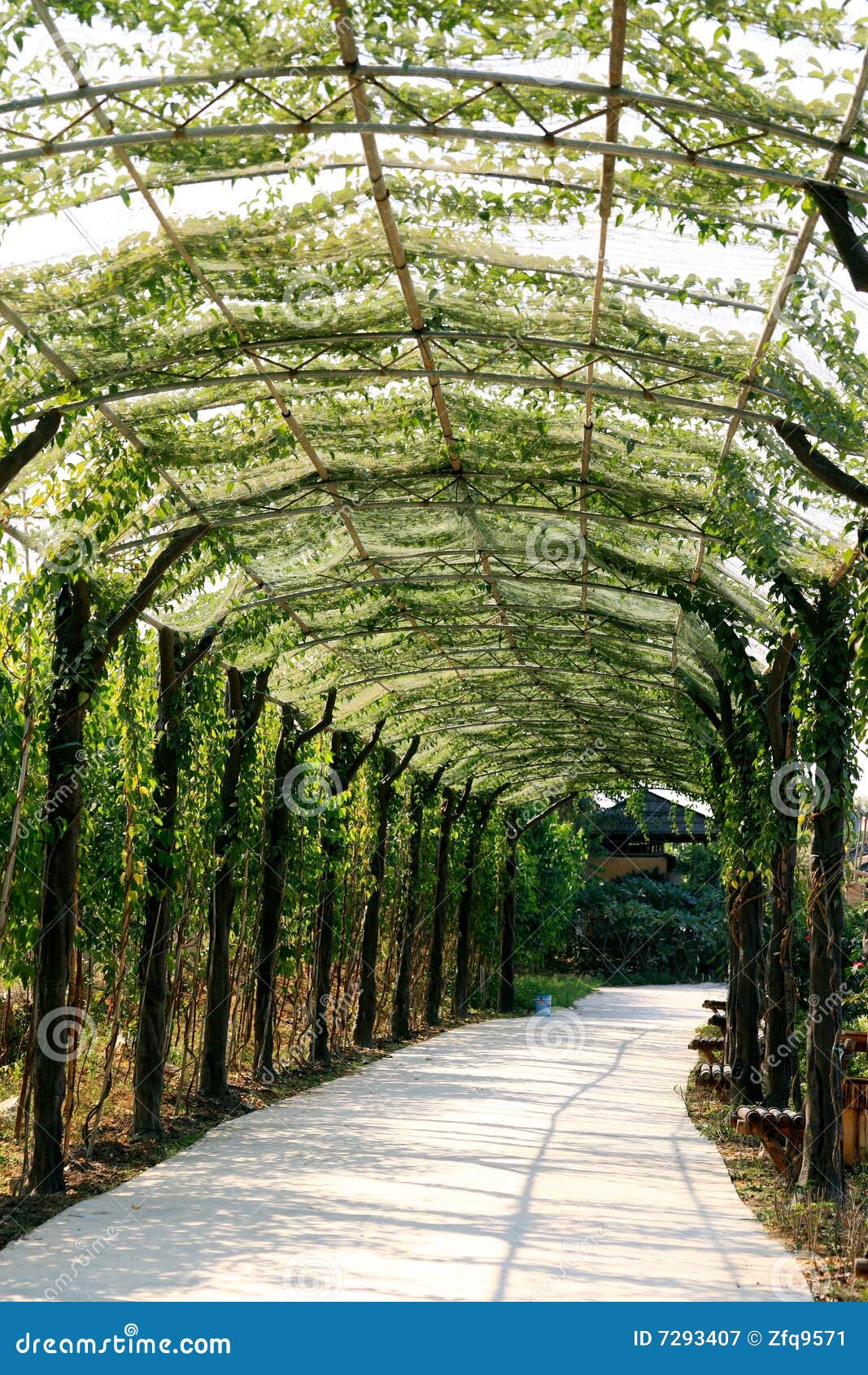 Green corridor stock image. Image of leaves, lovers, garden - 7293407