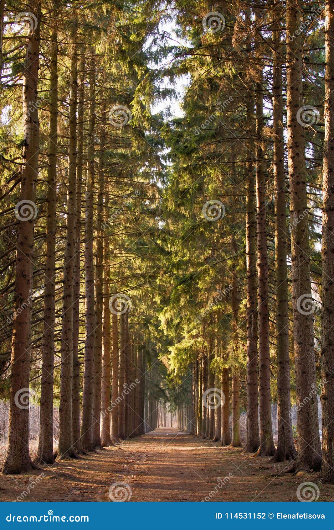 Green Corridor of Pine Trees in the Park in the Spring Stock Photo ...