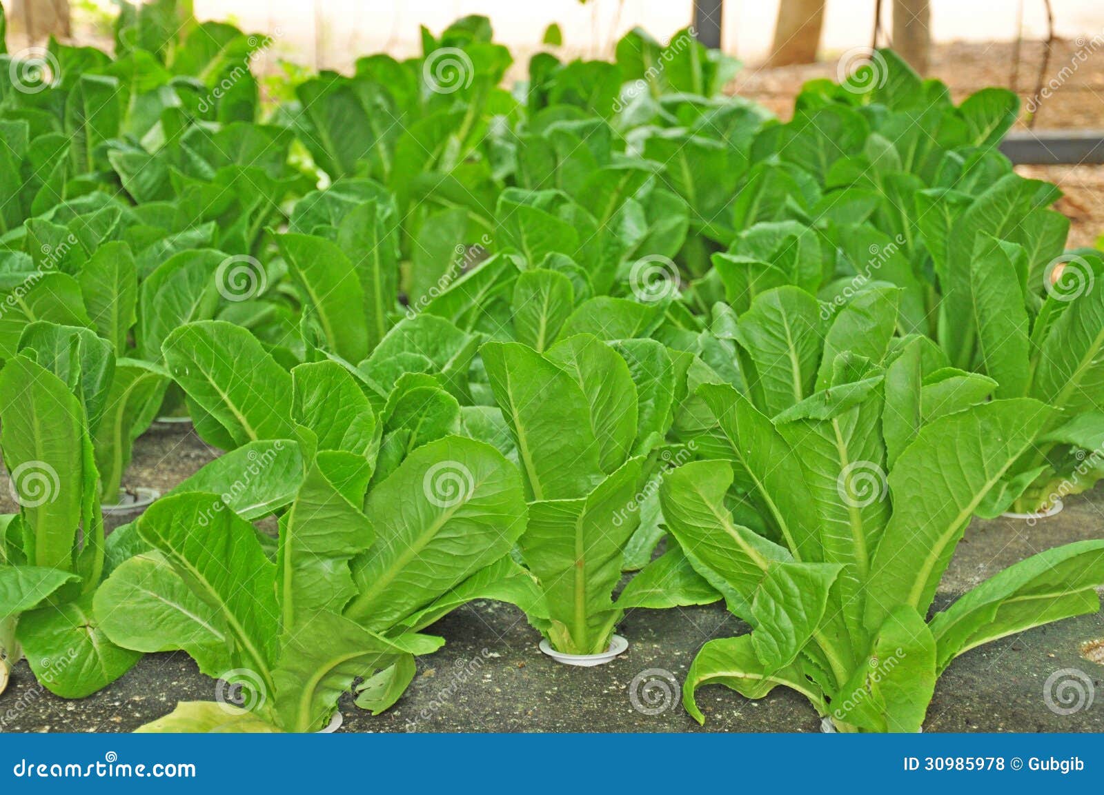 Green cos stock photo. Image of natural, green, industry - 30985978