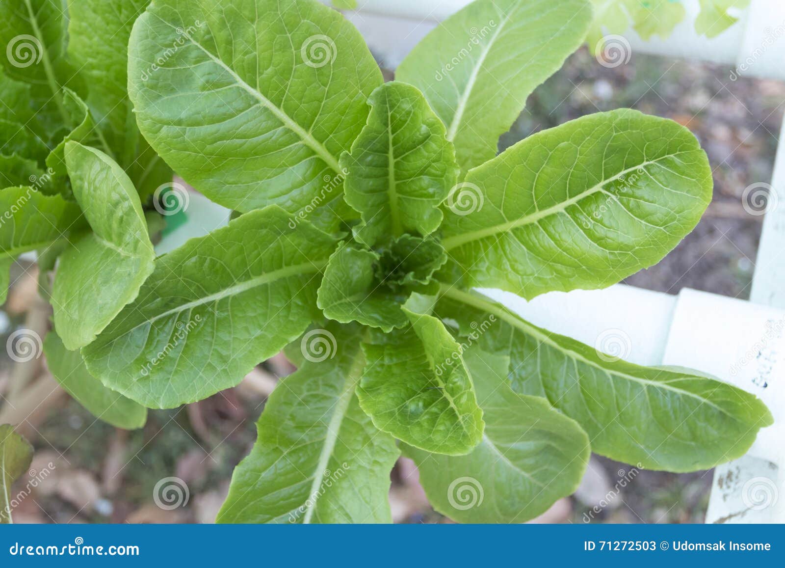 Green Cos Hydroponic Vegetable Stock Image - Image of farmland, fresh ...