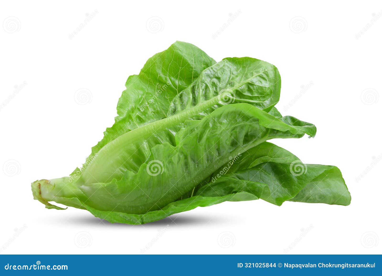 Cos Lettuce for Salad Isolated on White Background Stock Photo - Image ...