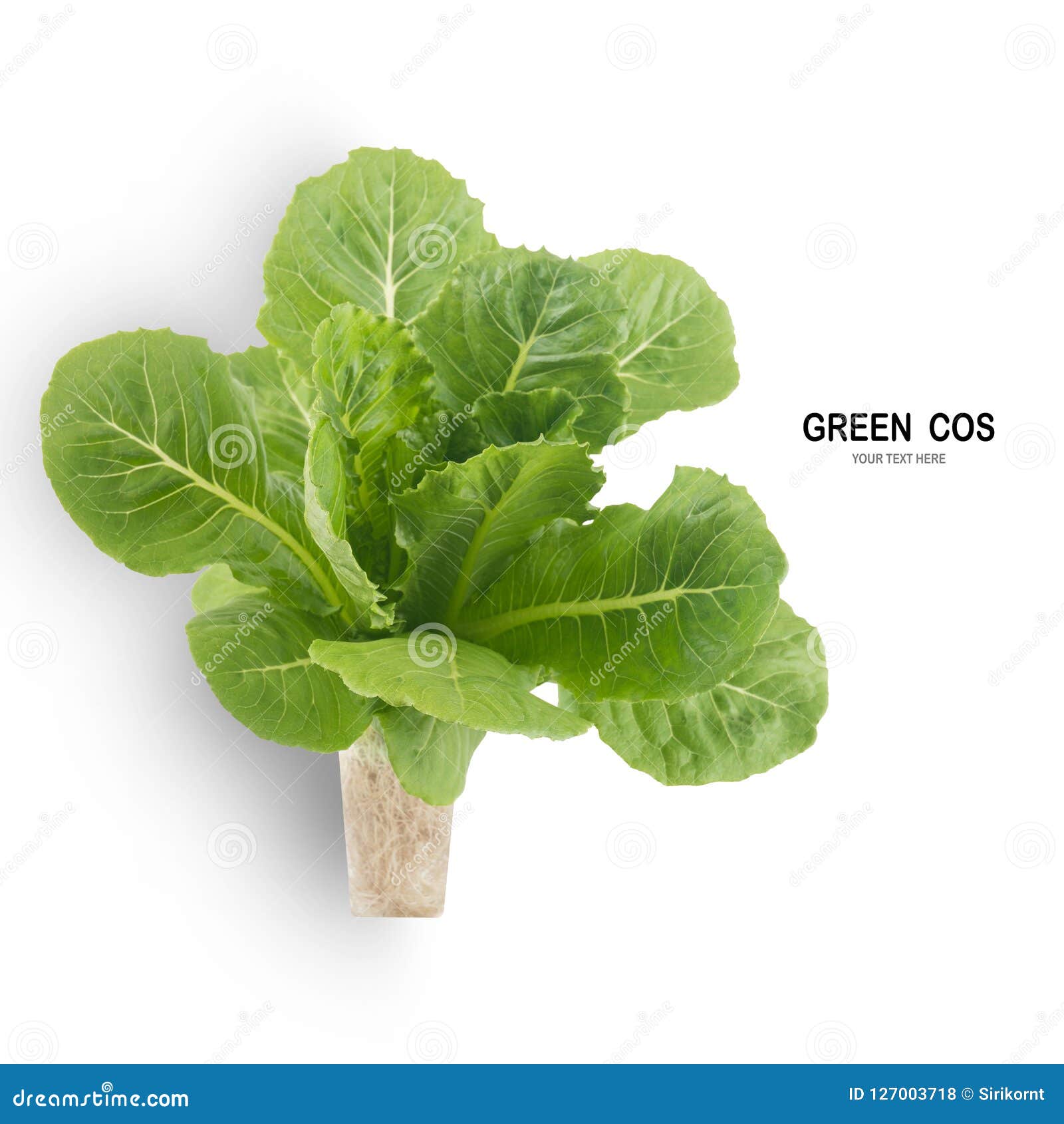 GREEN COS Leaf Salad Isolated on White Background. Stock Photo - Image ...