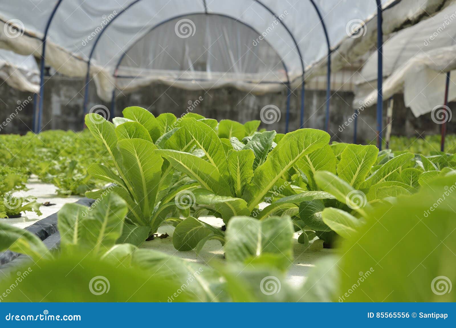 Green cos lettuce stock photo. Image of modern, medical - 85565556