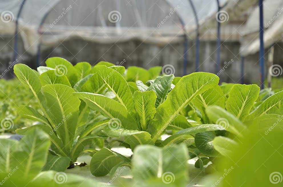 Green cos lettuce stock image. Image of agriculture, harvest - 85565661