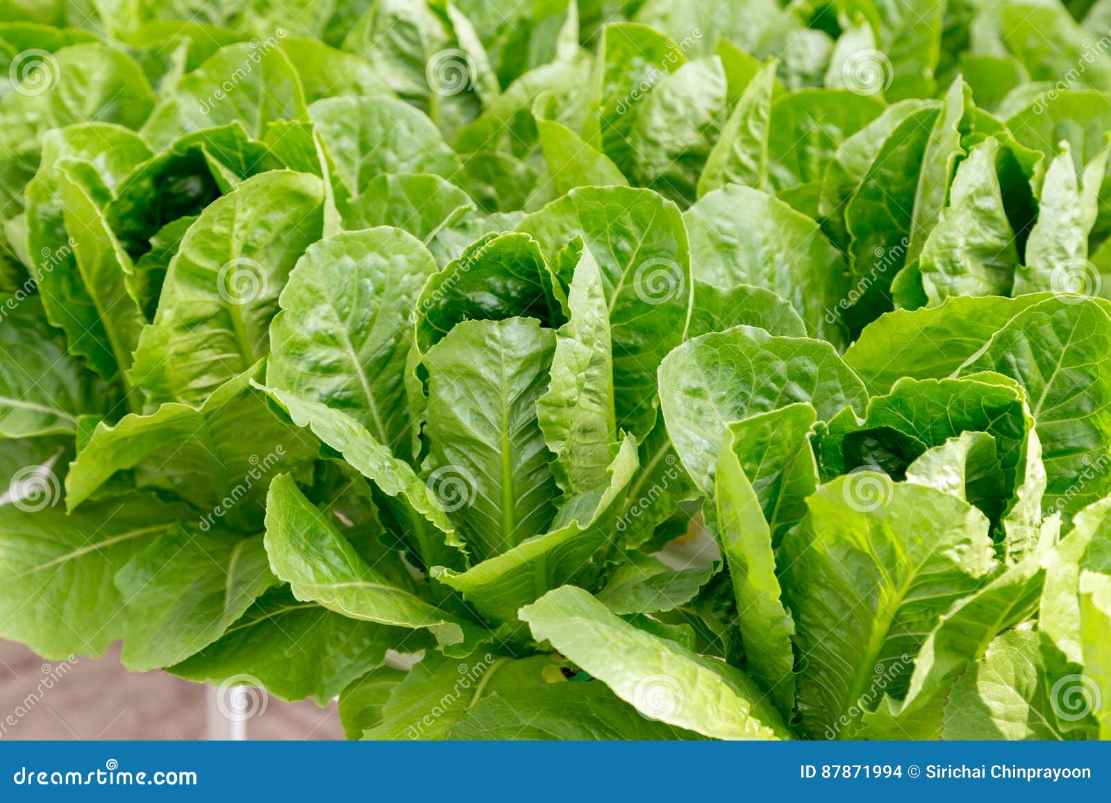 Green Cos Lettuce Salad Plant in the Hydroponic System Stock Photo ...
