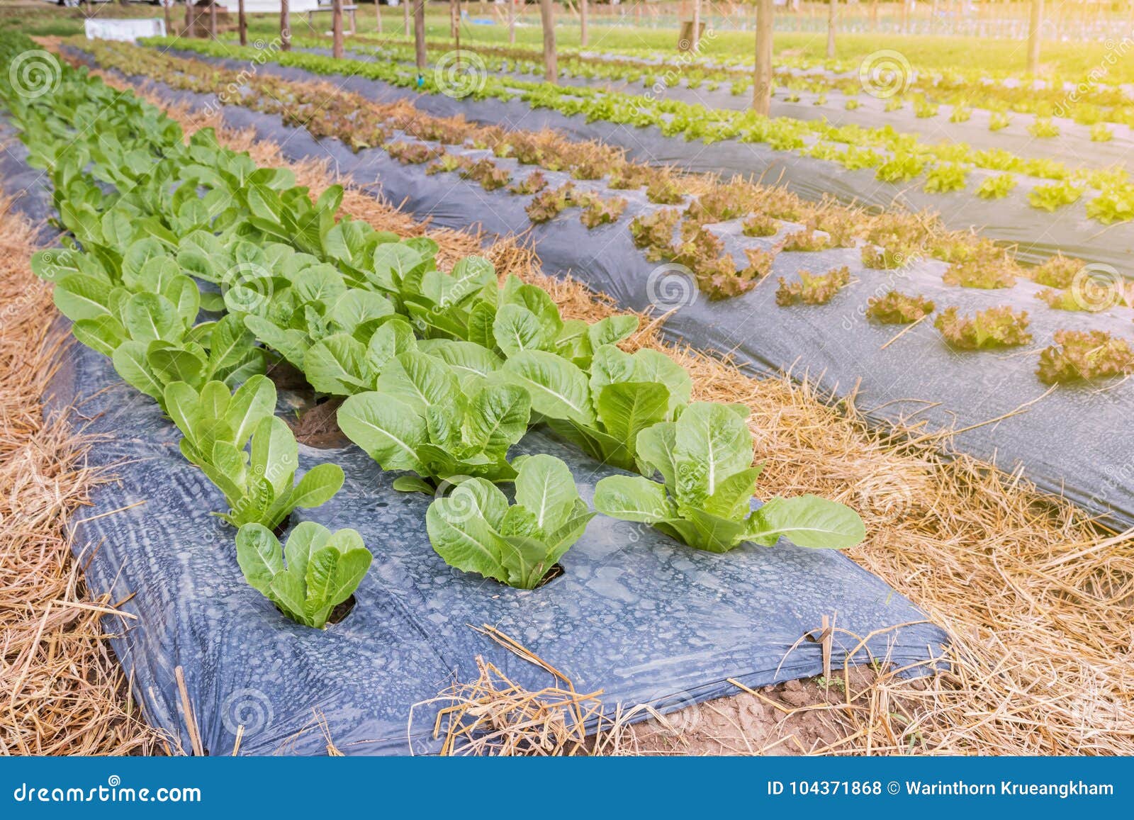 Green Cos Plot in Organic Farm Stock Photo - Image of cultivation ...