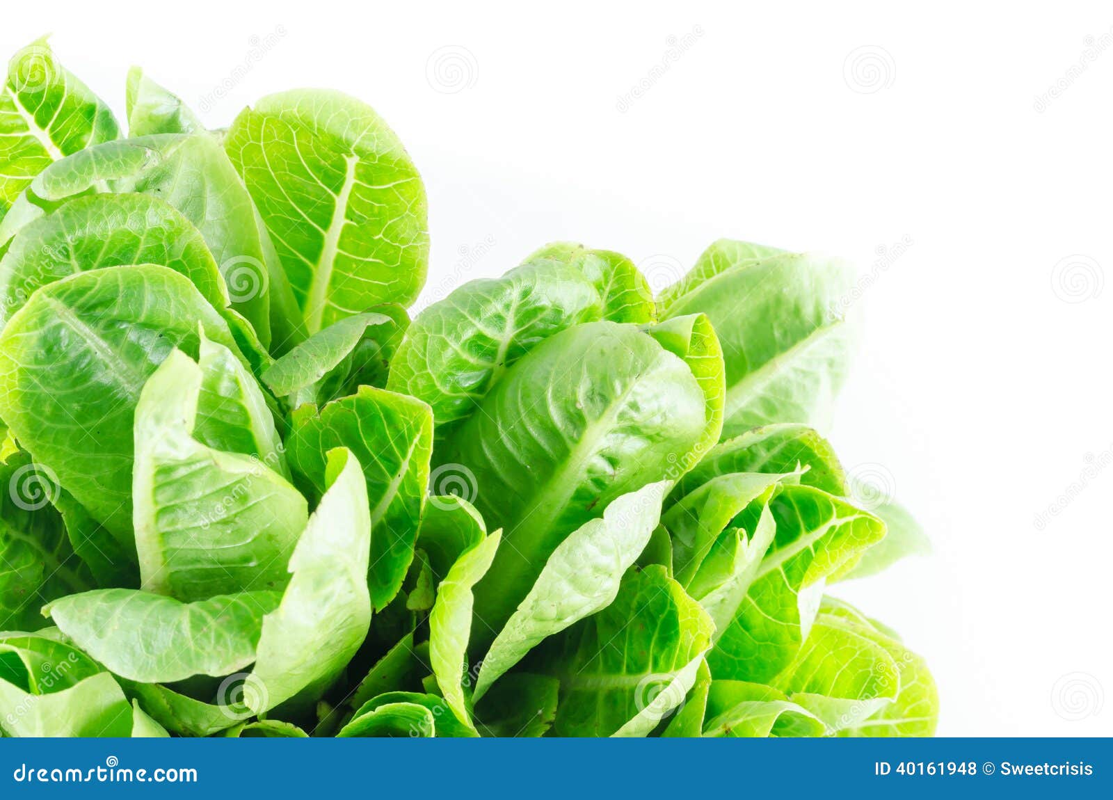 Green cos salad stock photo. Image of crop, botany, cultivate - 40161948