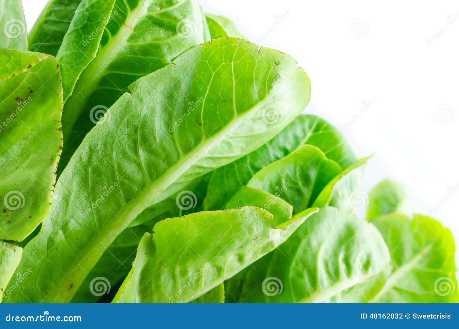 Green cos salad stock photo. Image of vegetable, fresh - 40162032